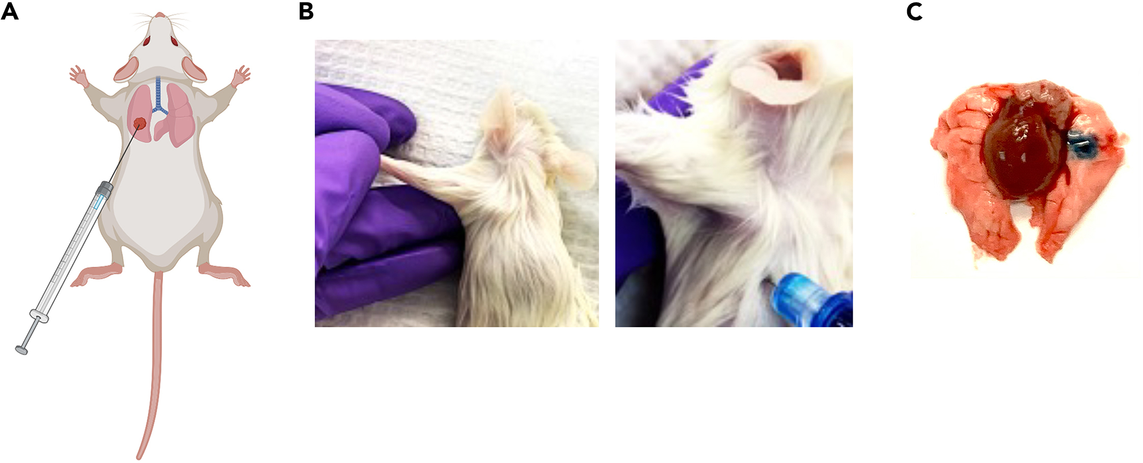 Cell Press: STAR Protocols