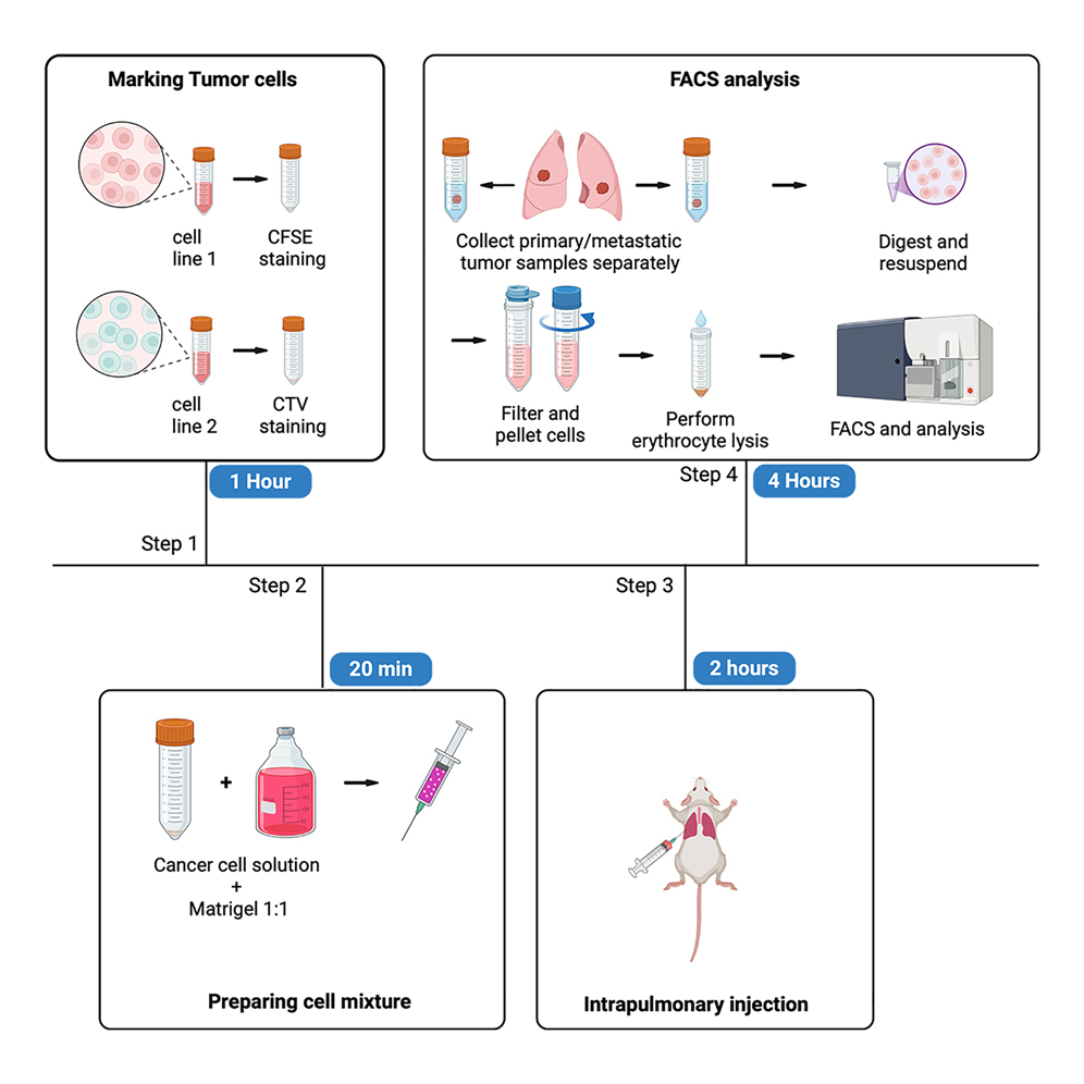 Cell Press: STAR Protocols