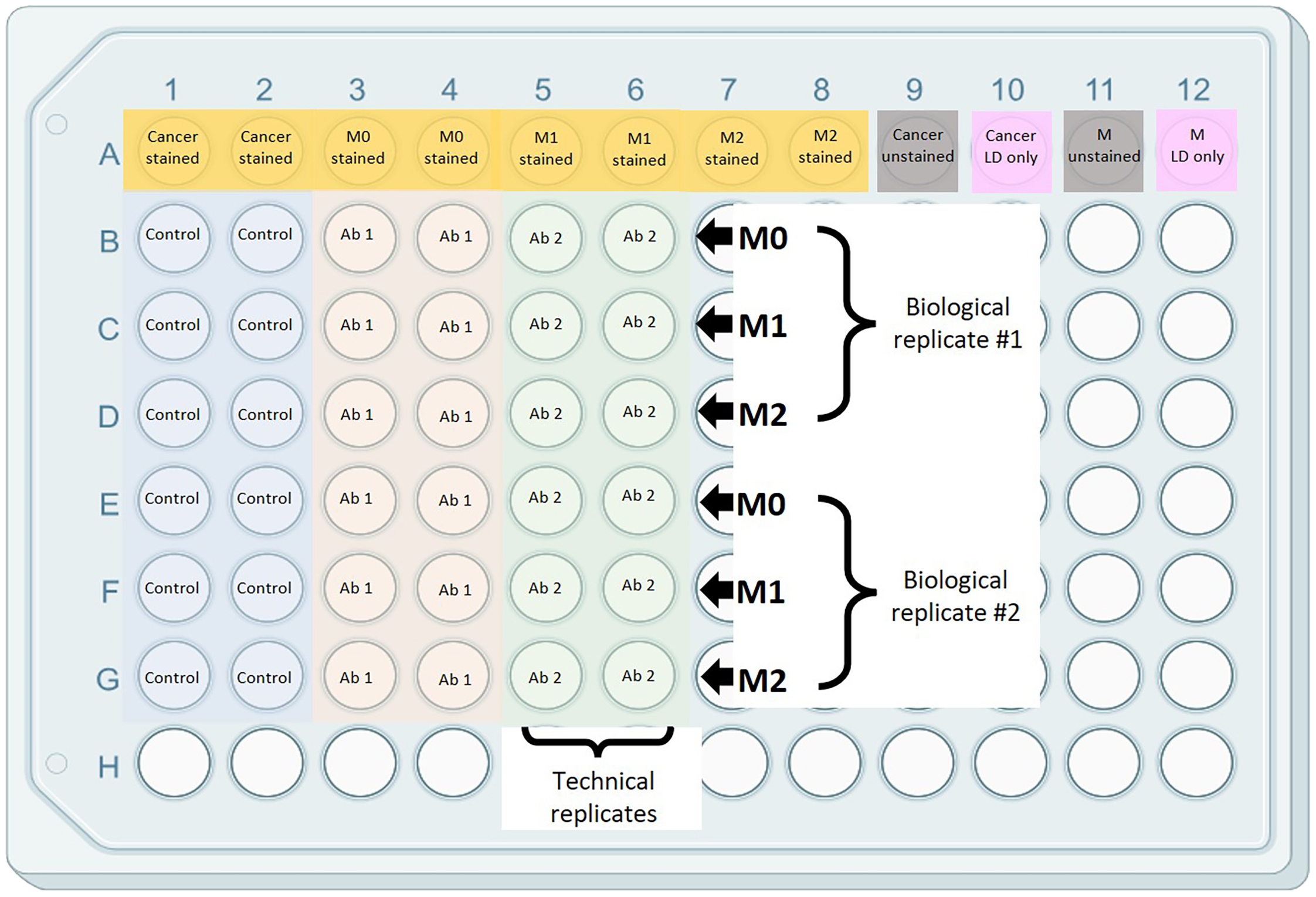 Cell Press: STAR Protocols