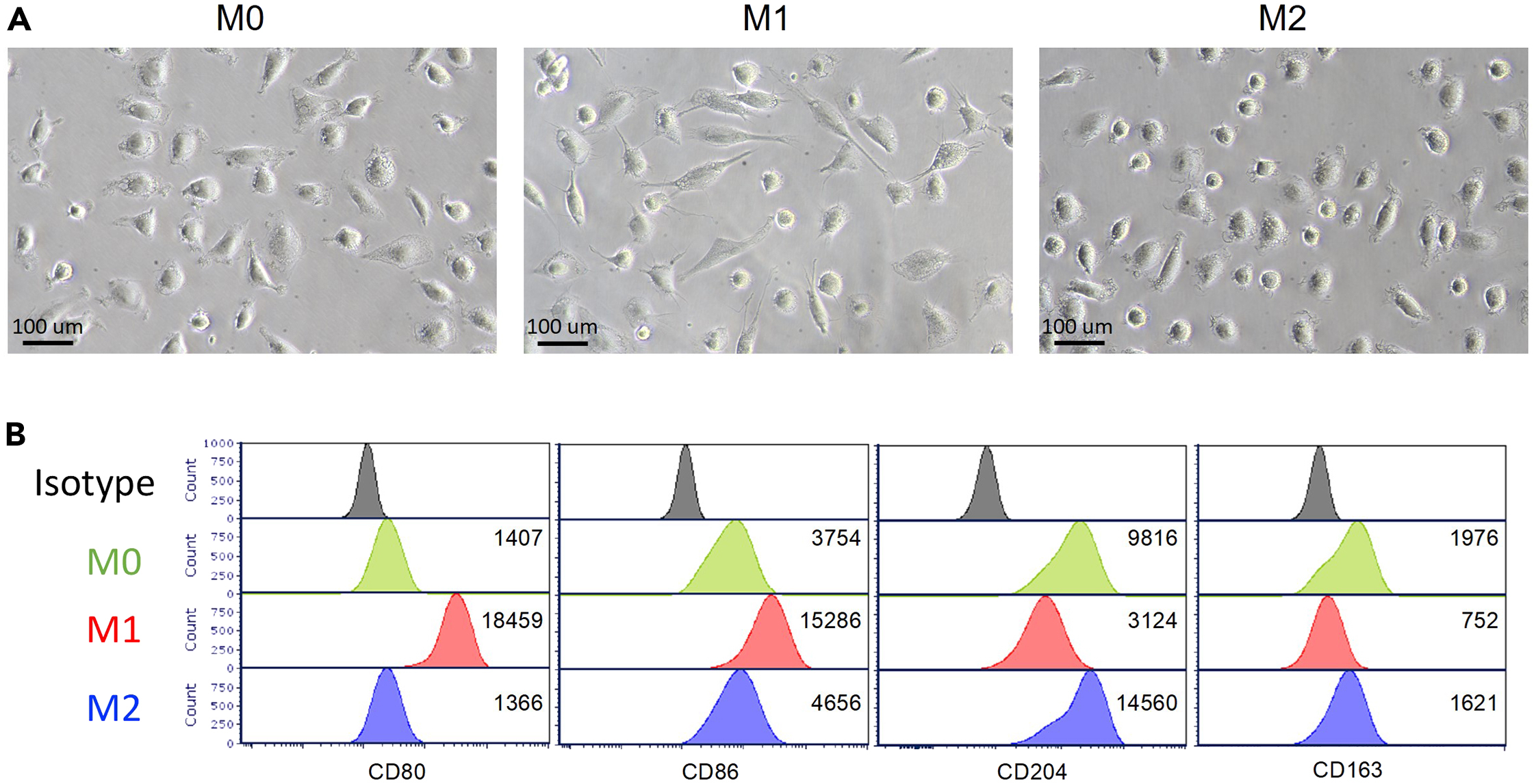 Cell Press: STAR Protocols