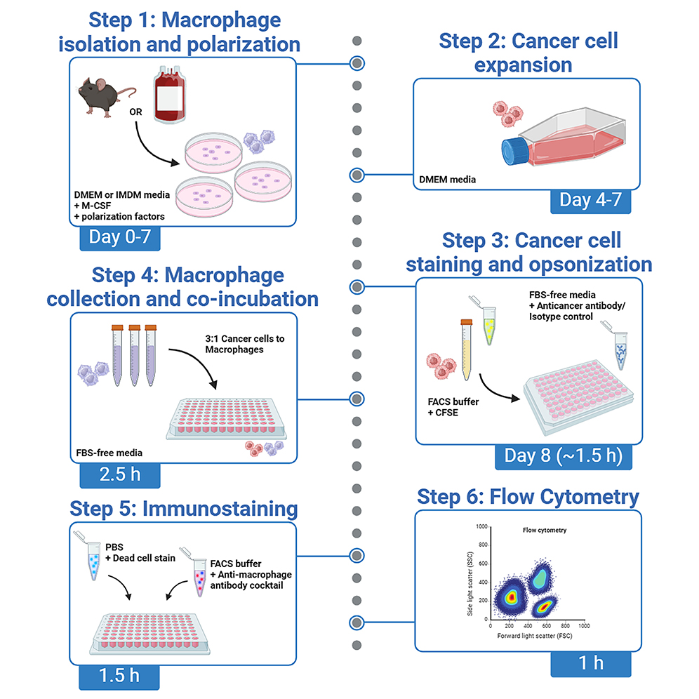 Cell Press: STAR Protocols