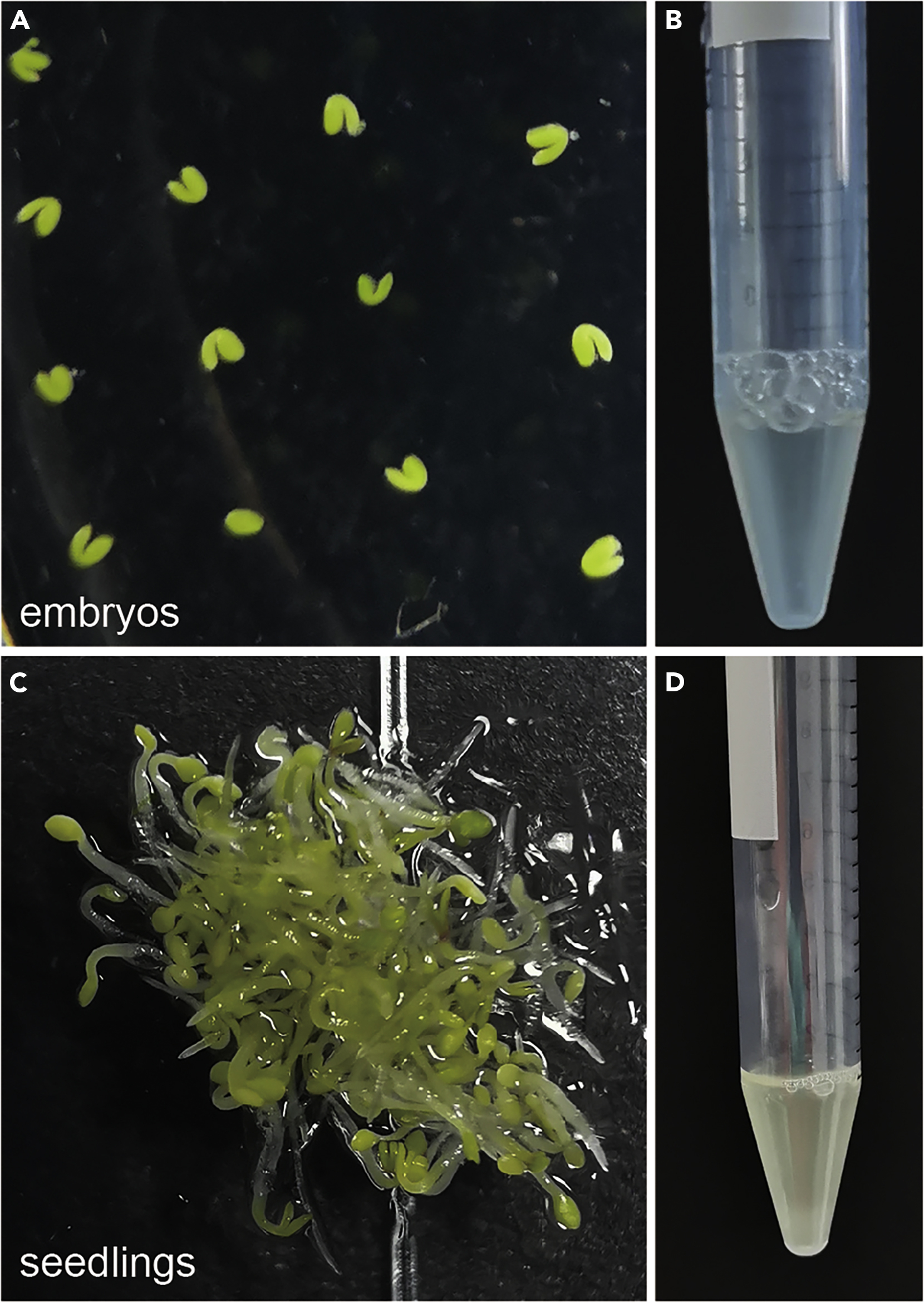 Cell Press: STAR Protocols