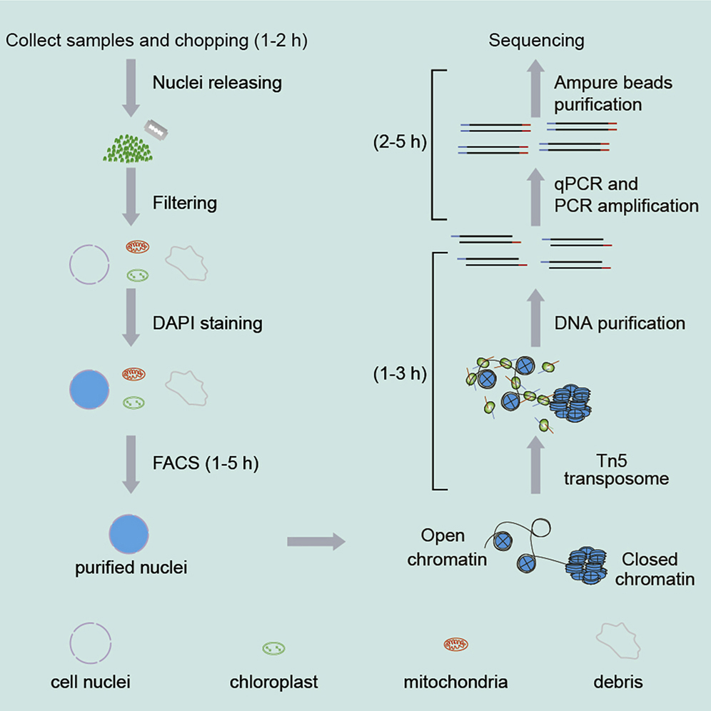 Cell Press: STAR Protocols