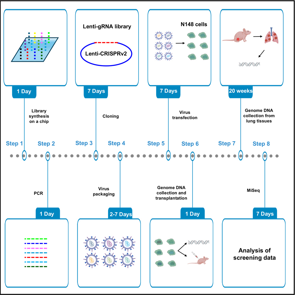 Cell Press: STAR Protocols