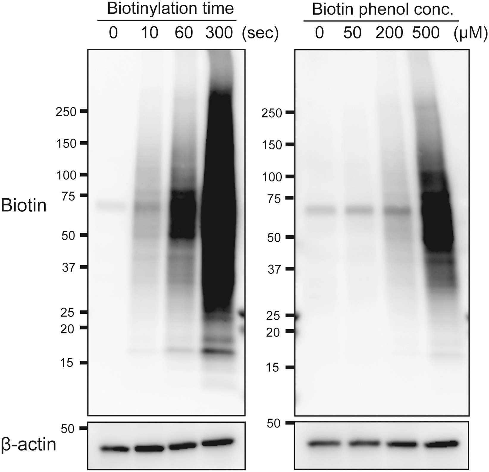 Cell Press: STAR Protocols