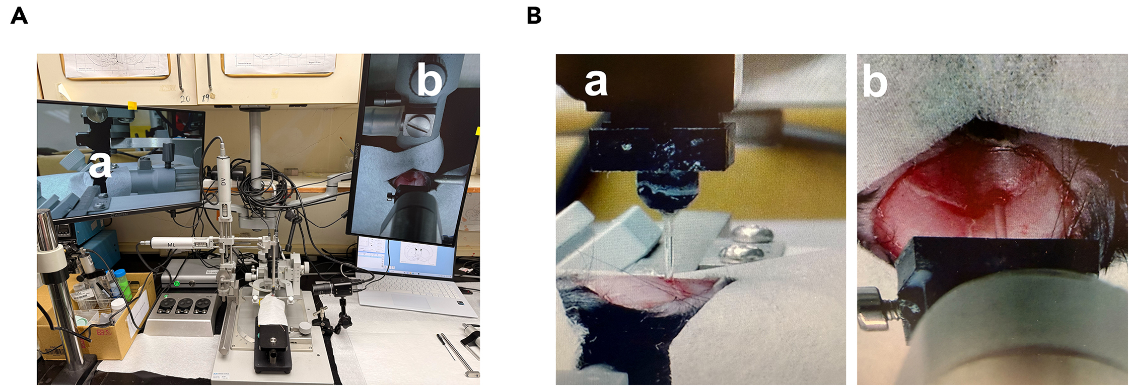 Cell Press: STAR Protocols