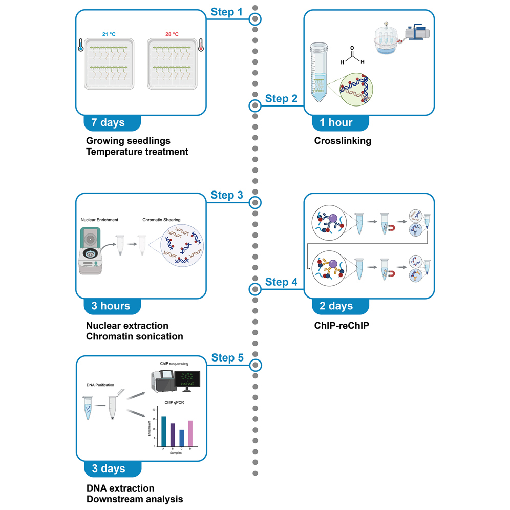 Cell Press: STAR Protocols