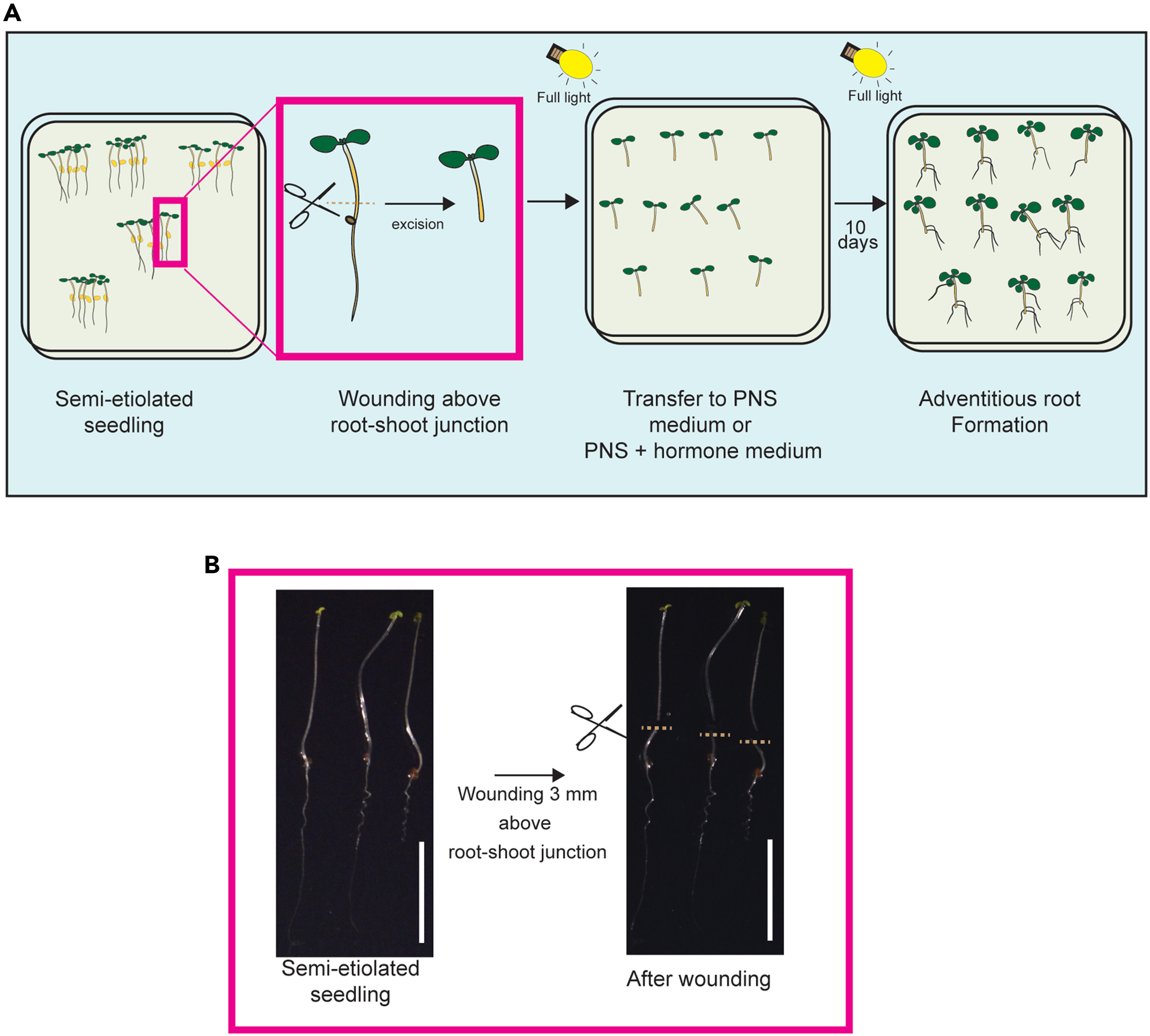 Cell Press: STAR Protocols