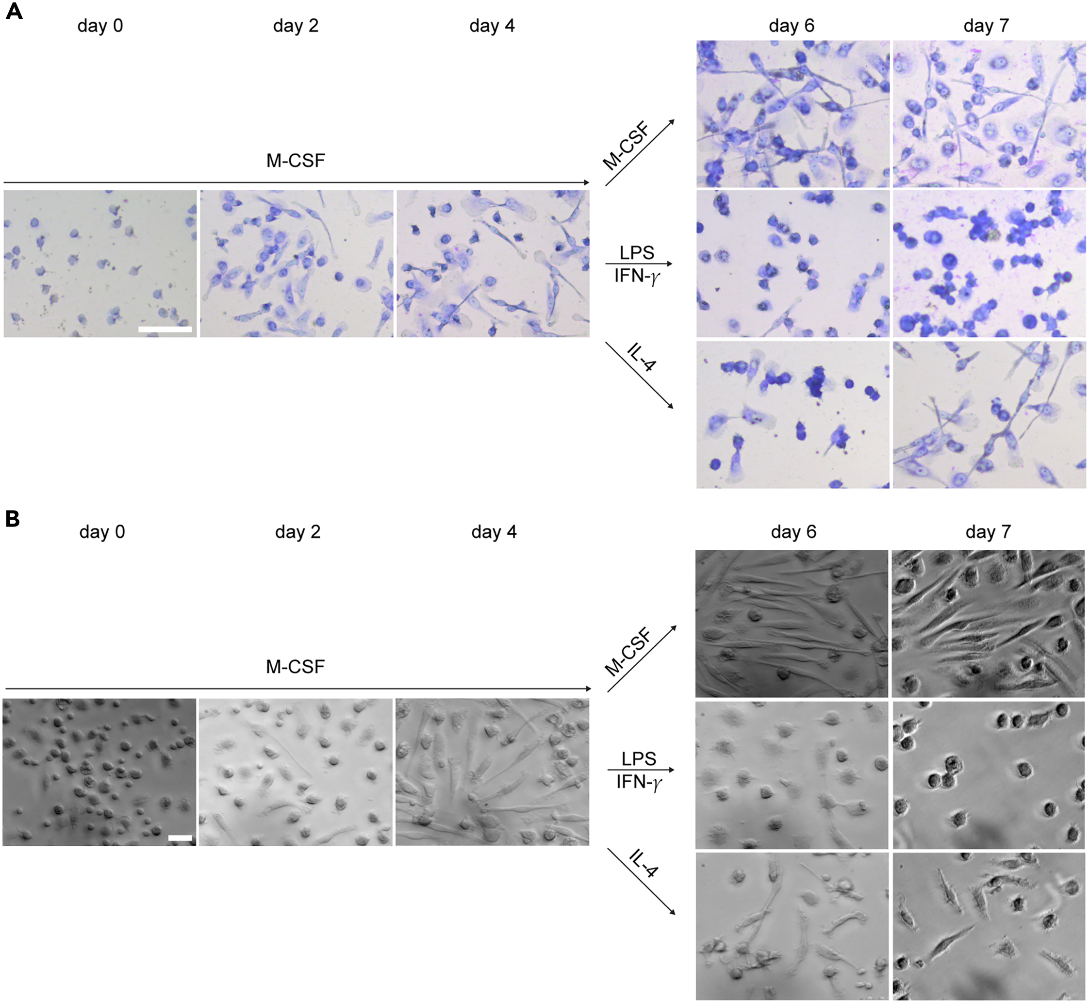 Cell Press: STAR Protocols