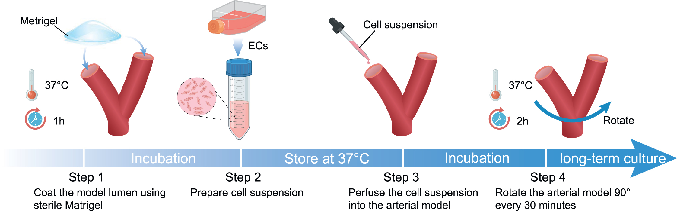 Cell Press: STAR Protocols
