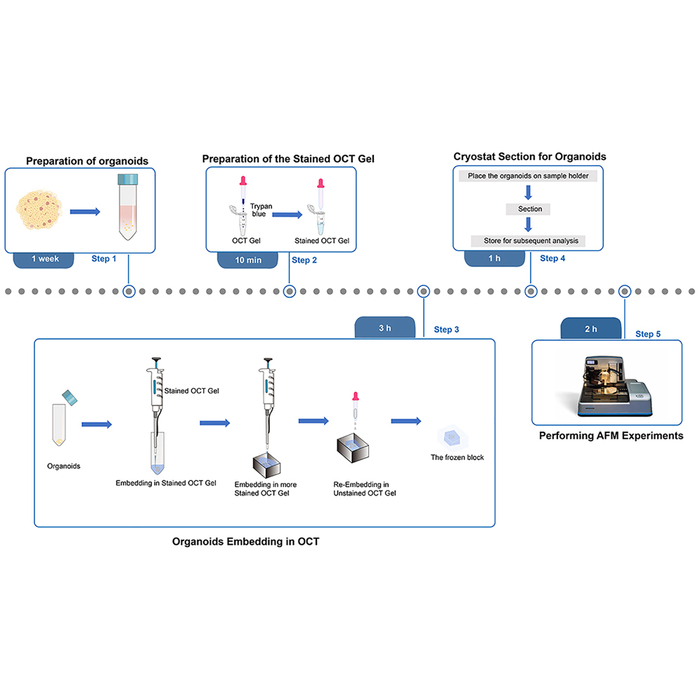 Cell Press: STAR Protocols