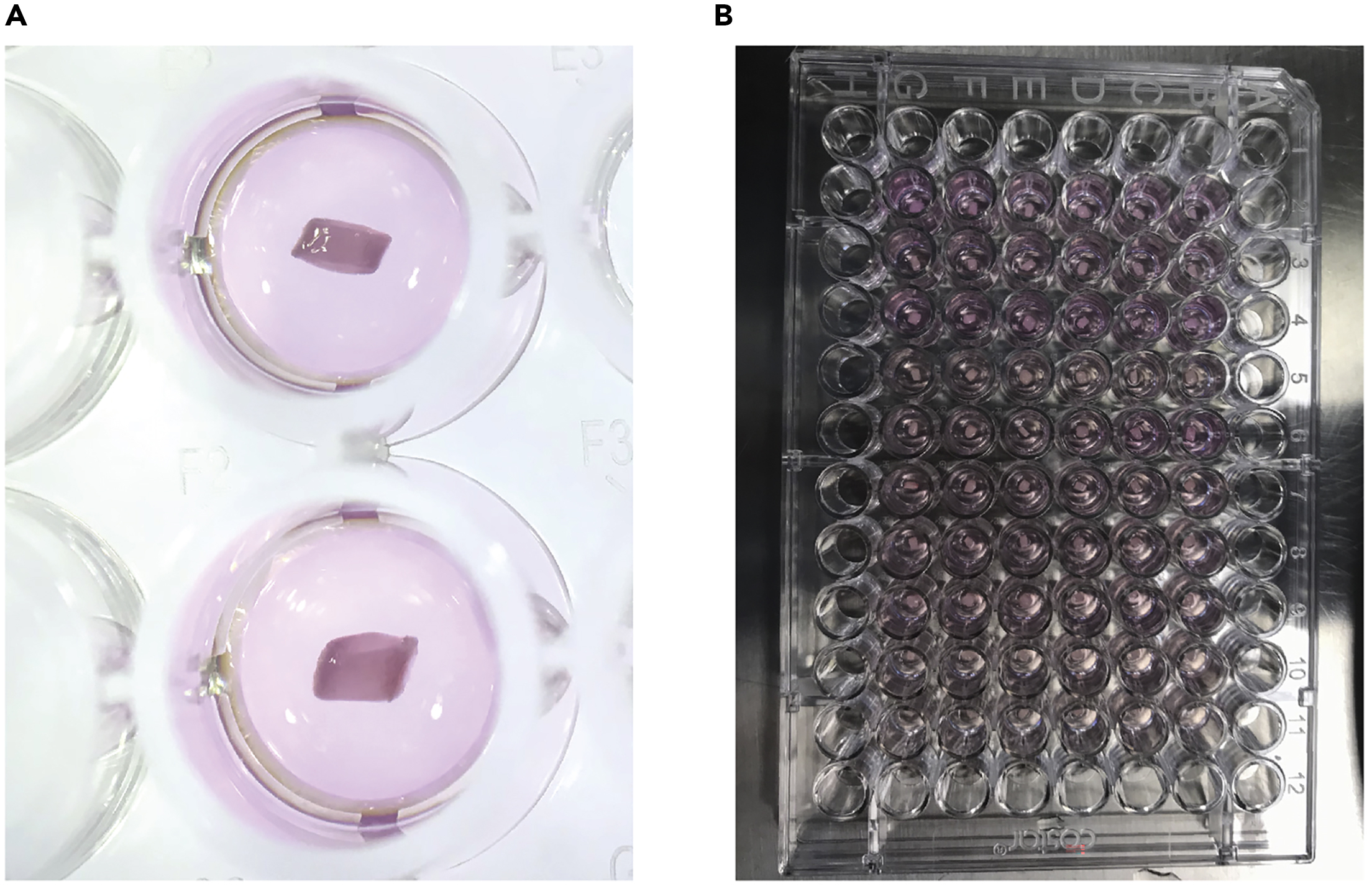 Cell Press: STAR Protocols