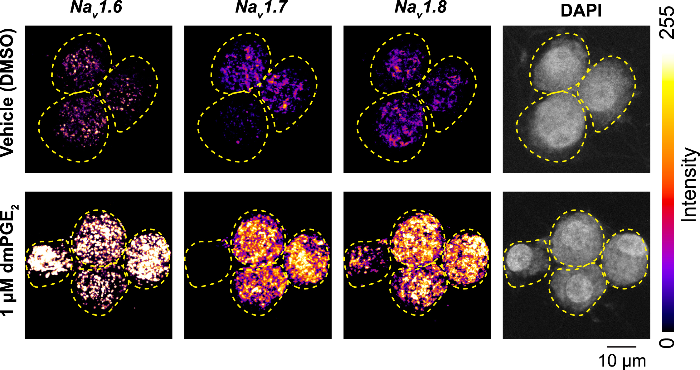 Cell Press: STAR Protocols