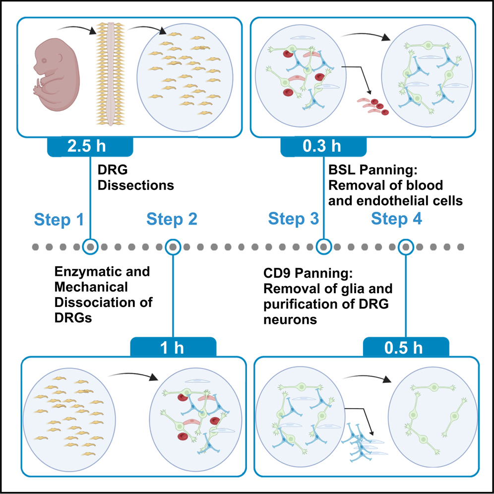 Cell Press: STAR Protocols