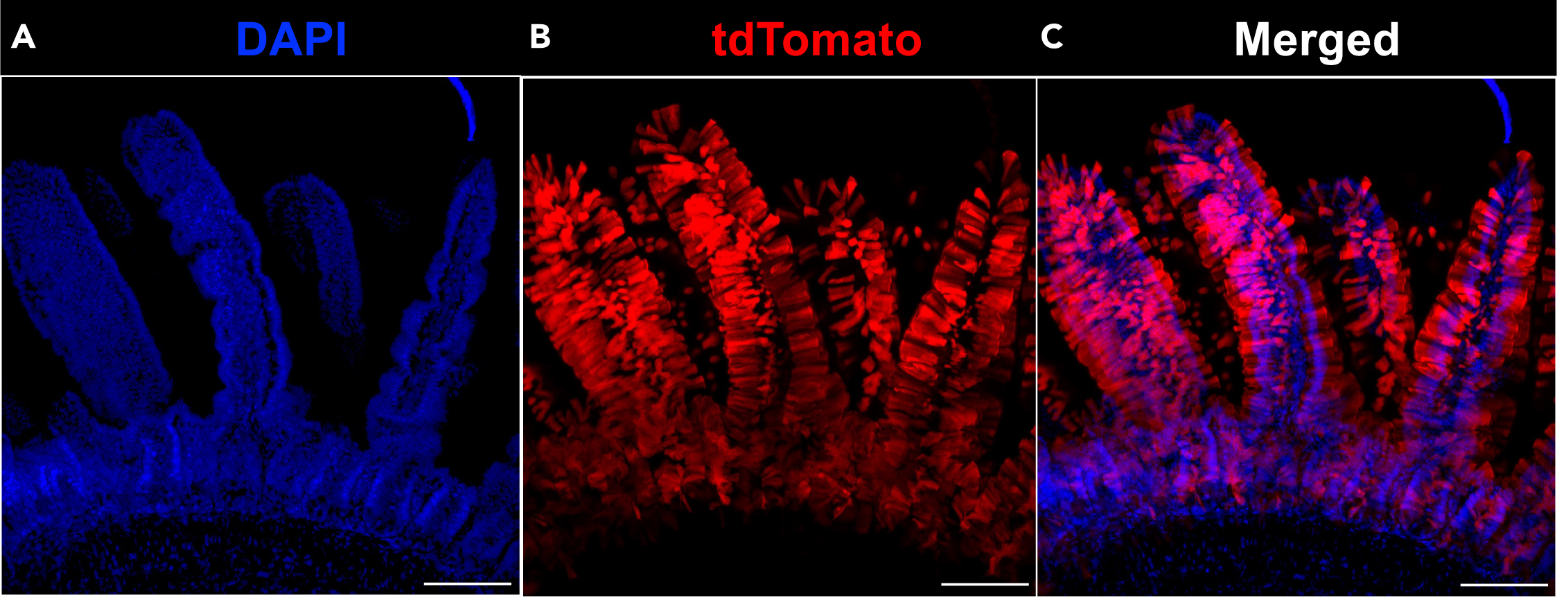 Cell Press: STAR Protocols