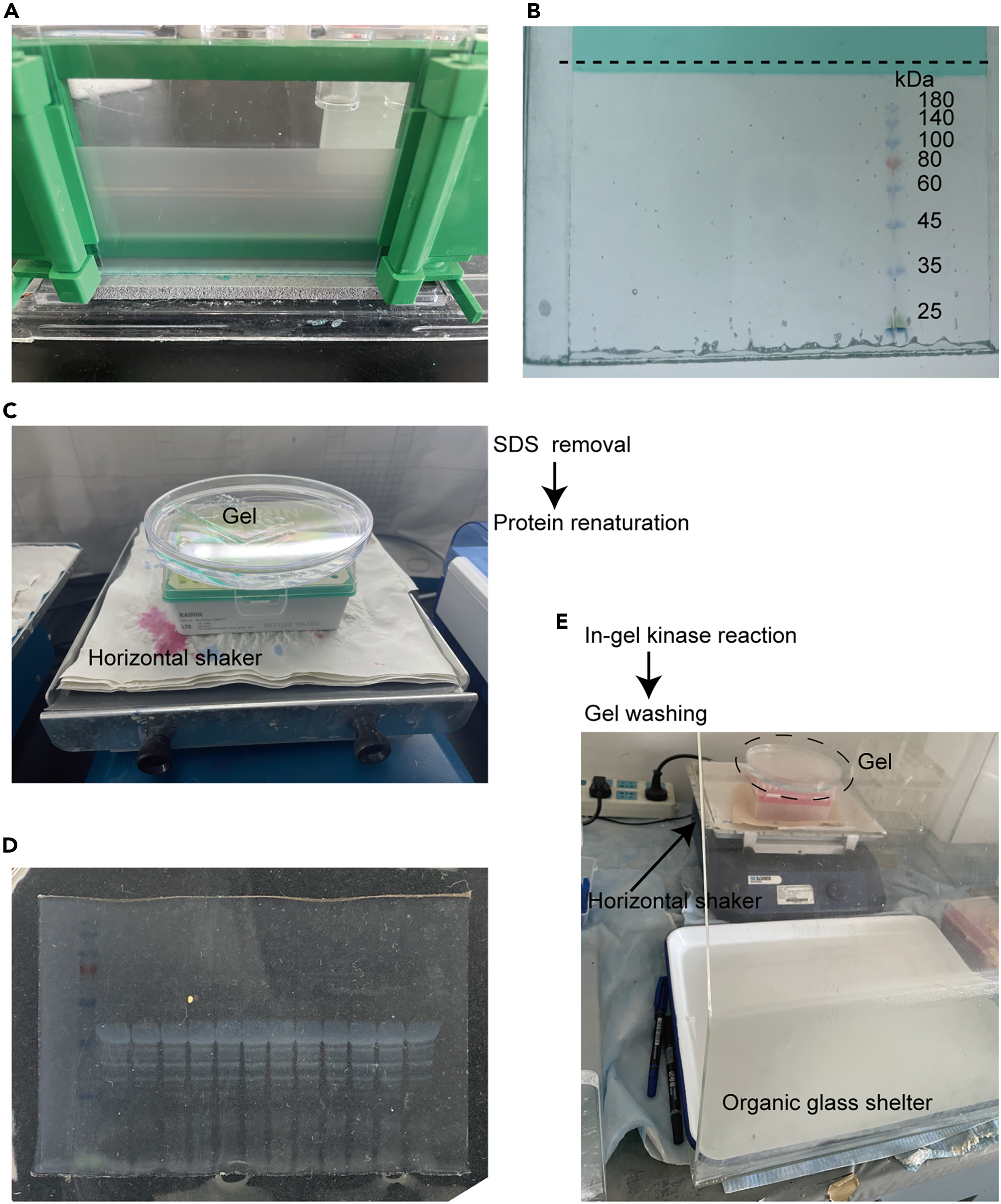 Cell Press: STAR Protocols