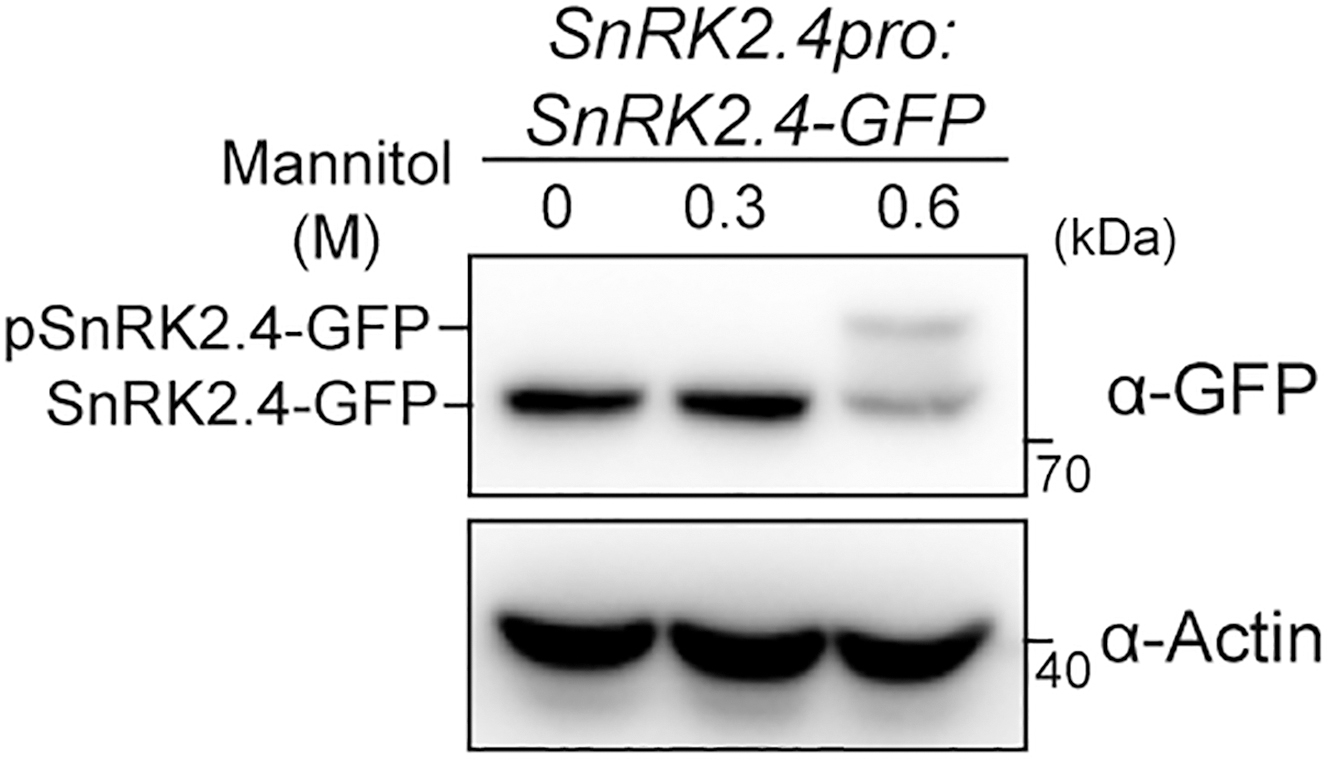 Cell Press: STAR Protocols