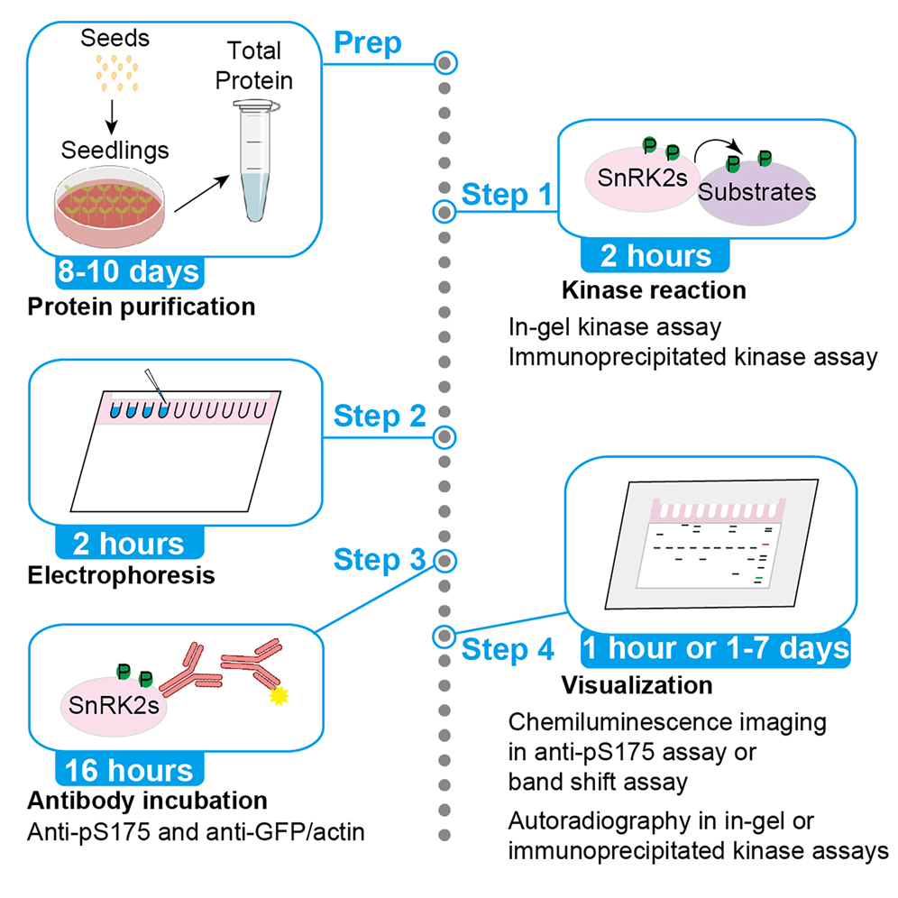 Cell Press: STAR Protocols