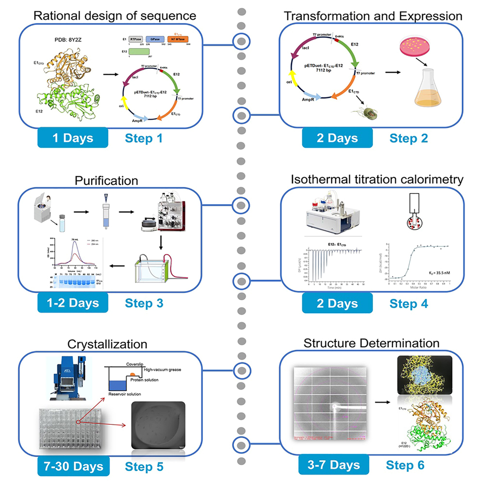 Cell Press: STAR Protocols