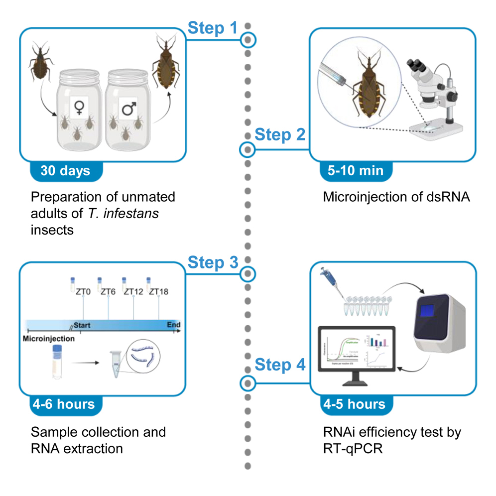 Cell Press: STAR Protocols