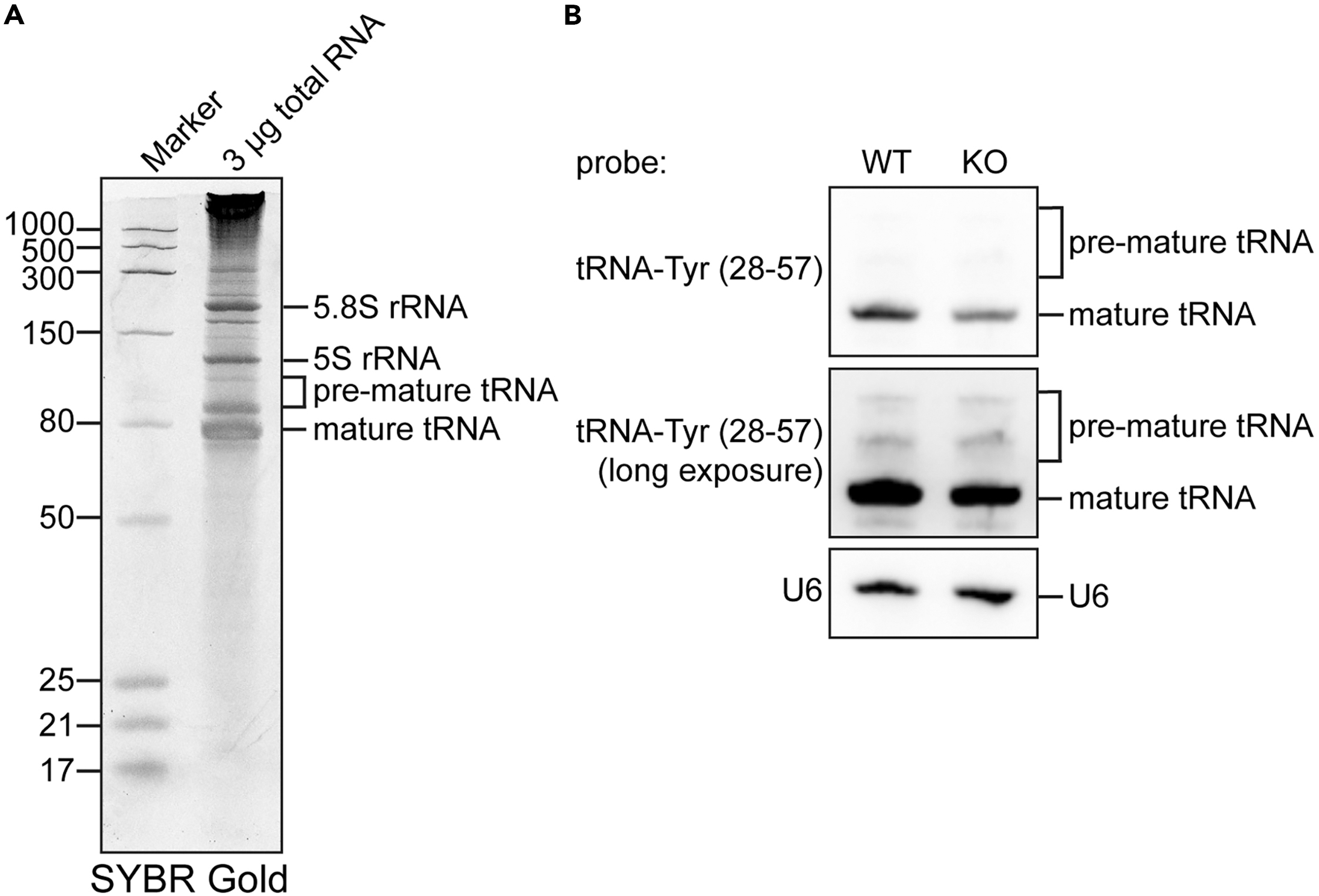 Cell Press: STAR Protocols