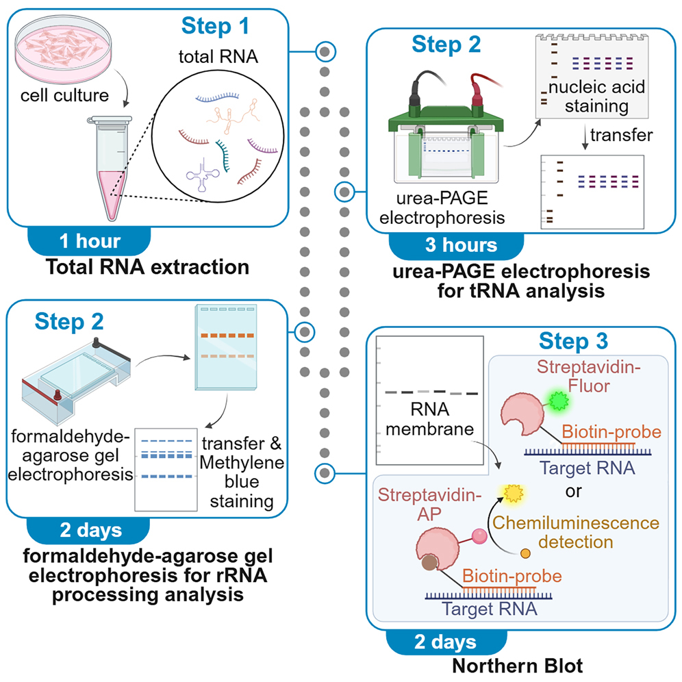 Cell Press: STAR Protocols