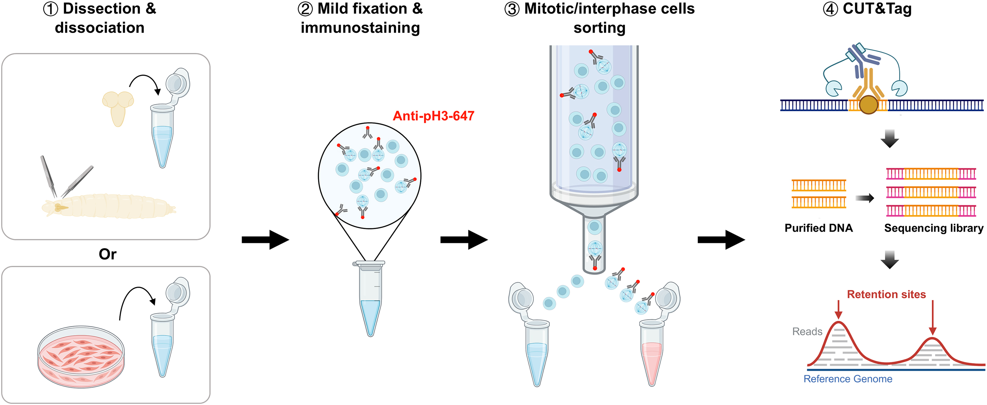 Cell Press: STAR Protocols