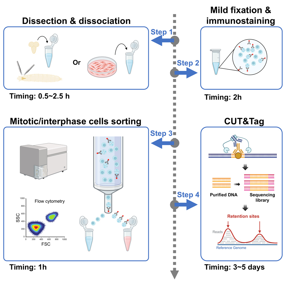 Cell Press: STAR Protocols