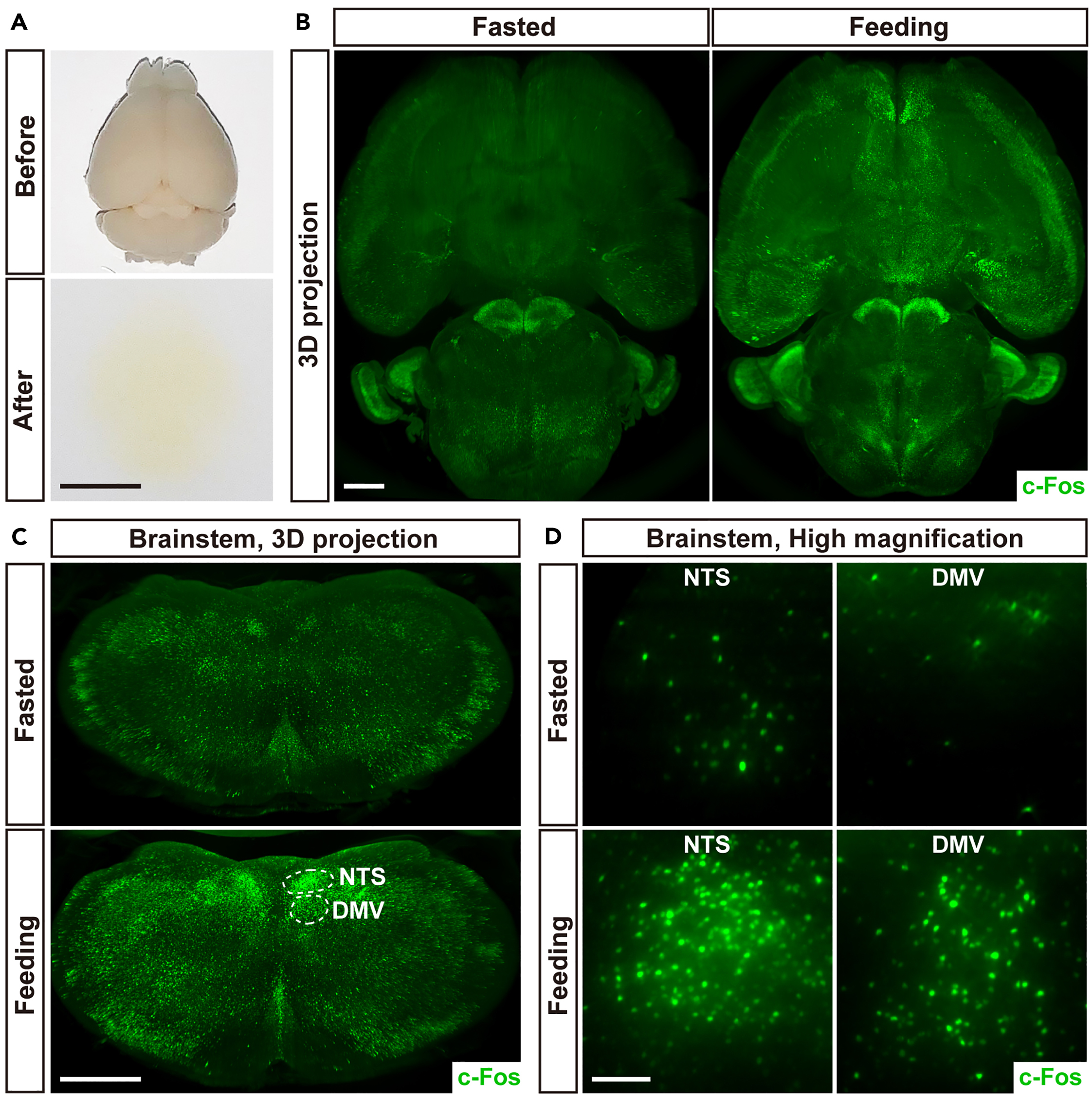 Cell Press: STAR Protocols