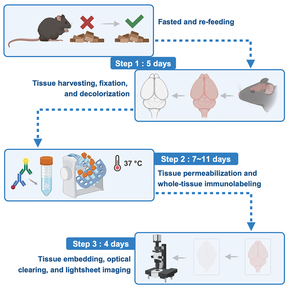 Cell Press: STAR Protocols