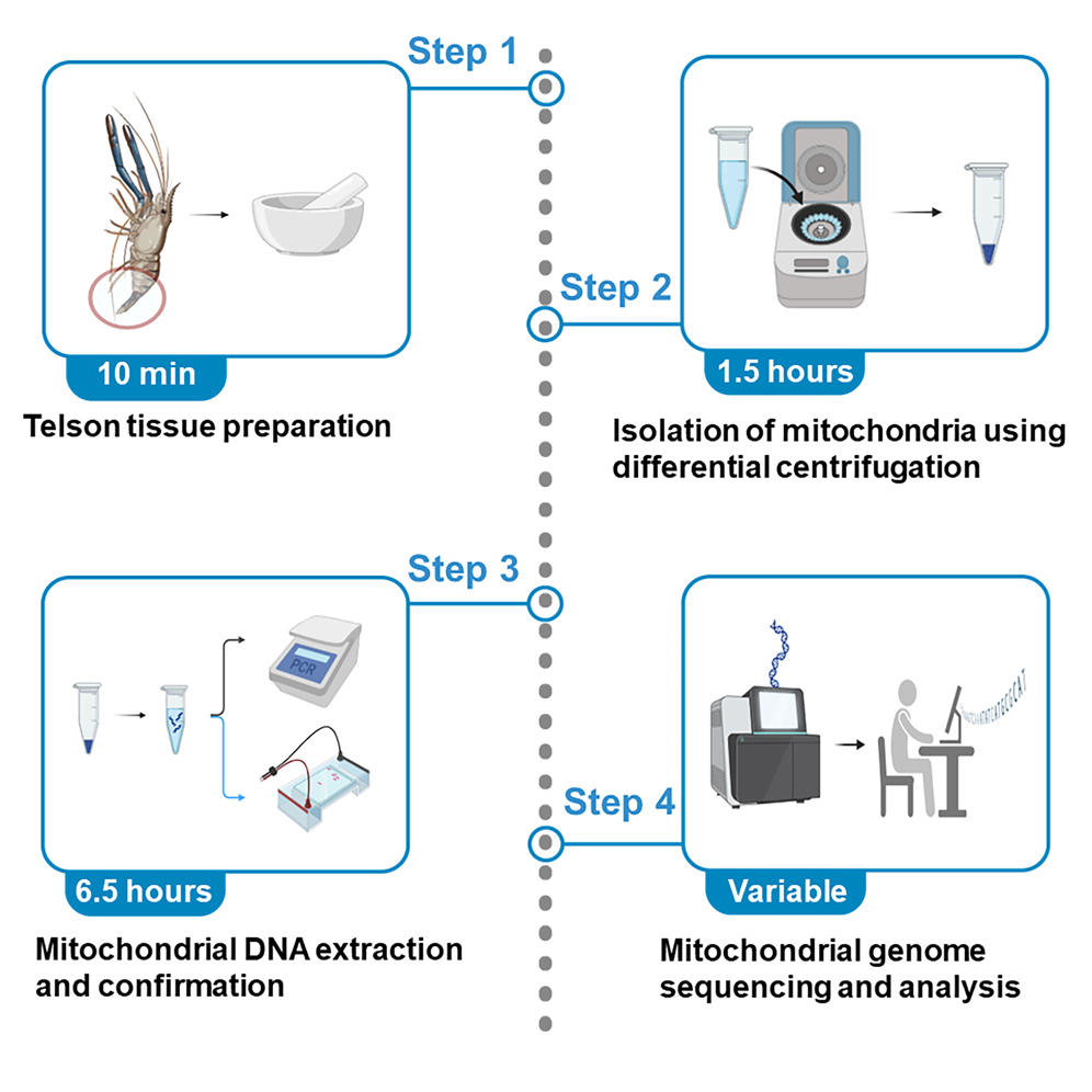 Cell Press: STAR Protocols