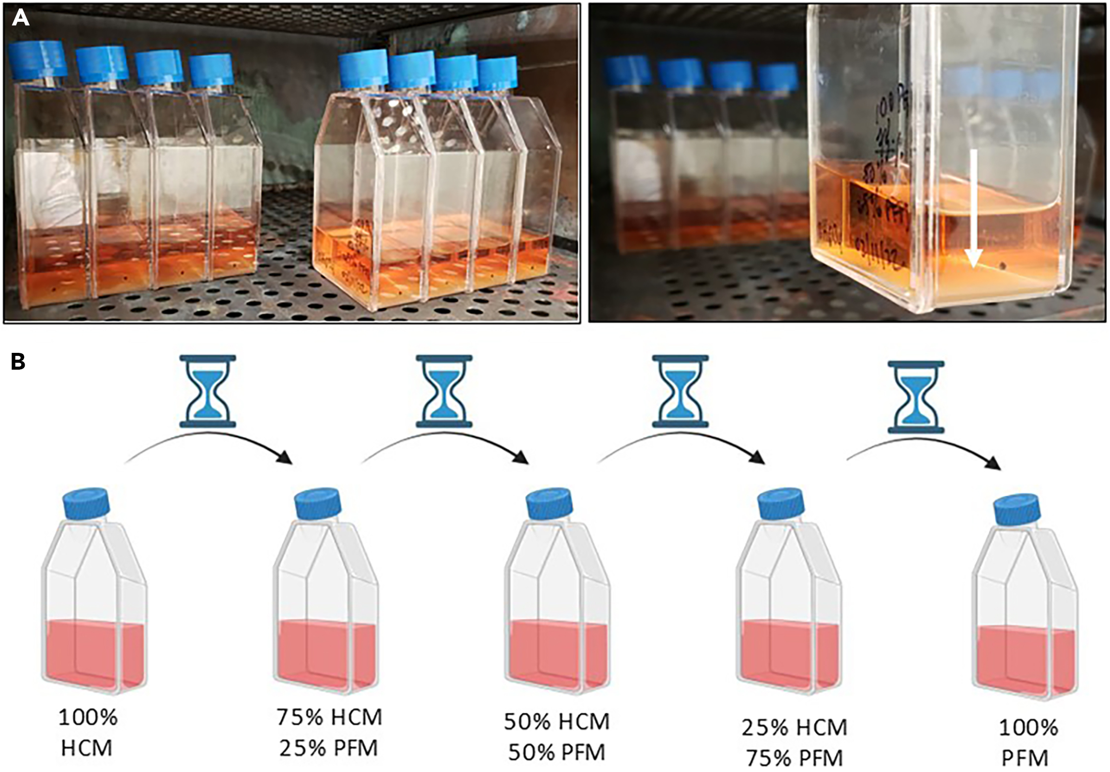 Cell Press: STAR Protocols