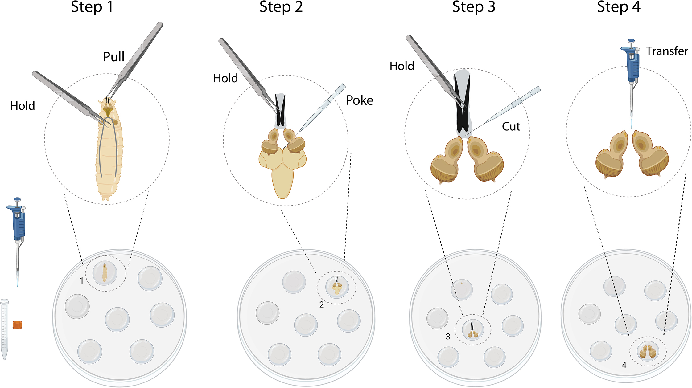 Cell Press: STAR Protocols