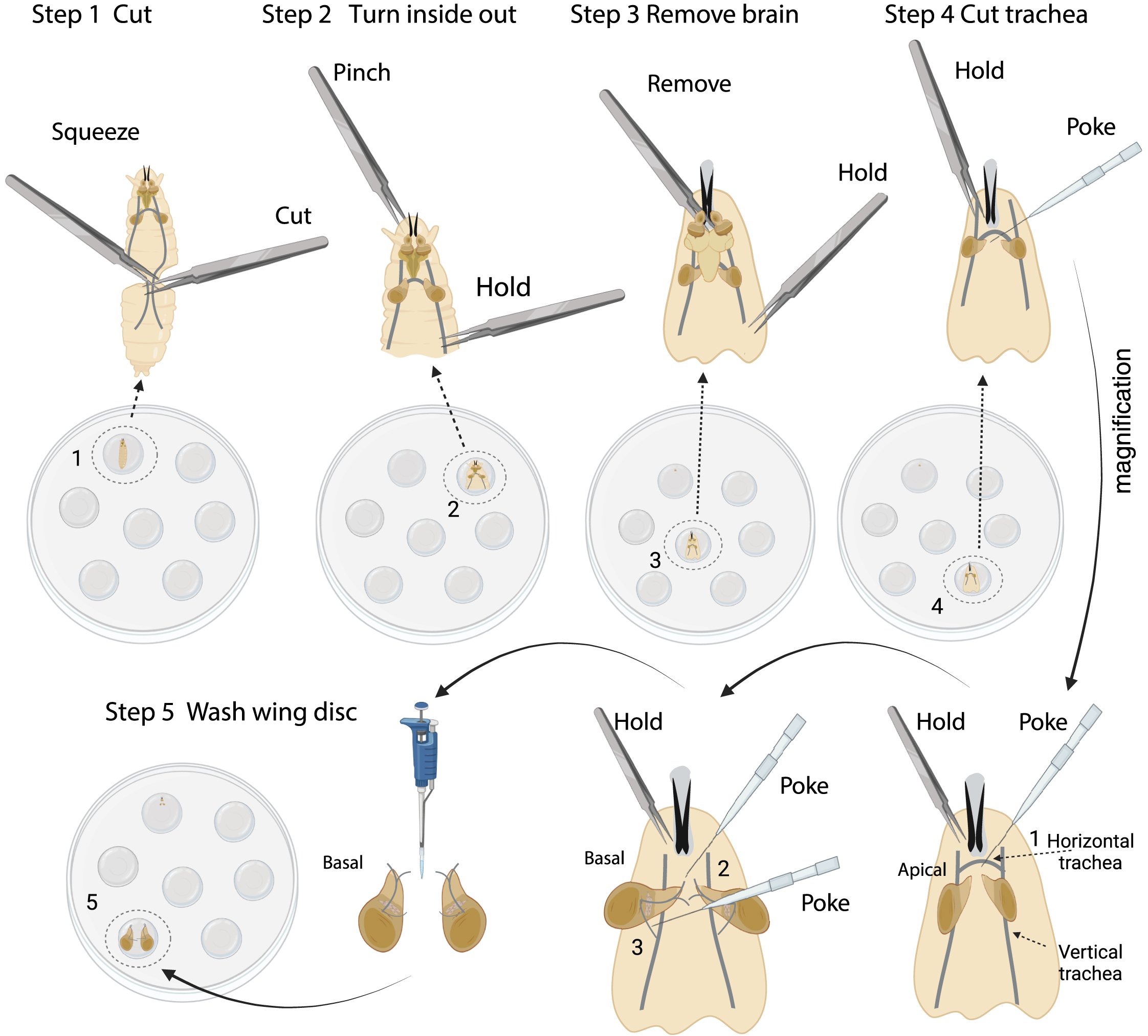 Cell Press: STAR Protocols