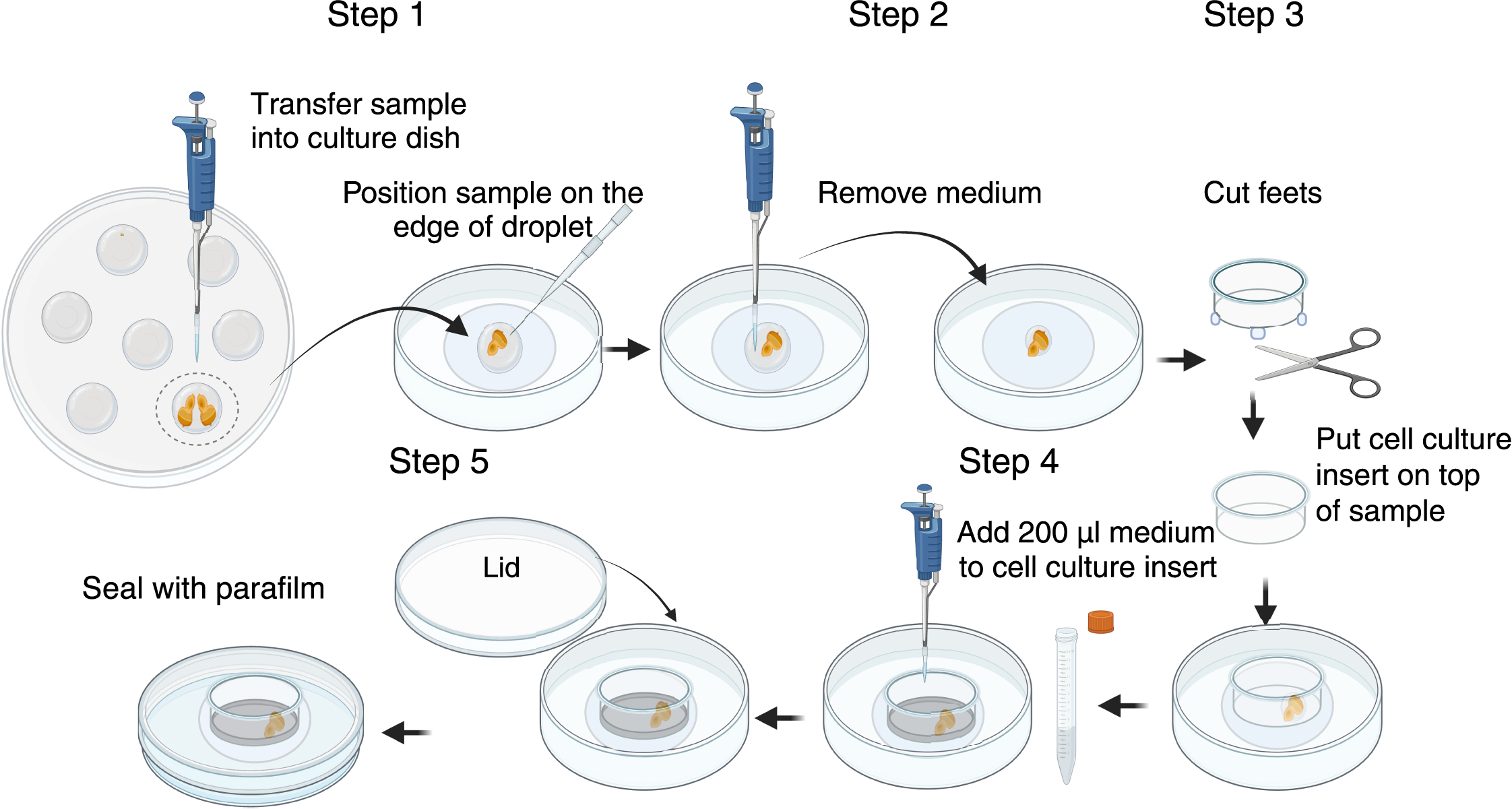 Cell Press: STAR Protocols