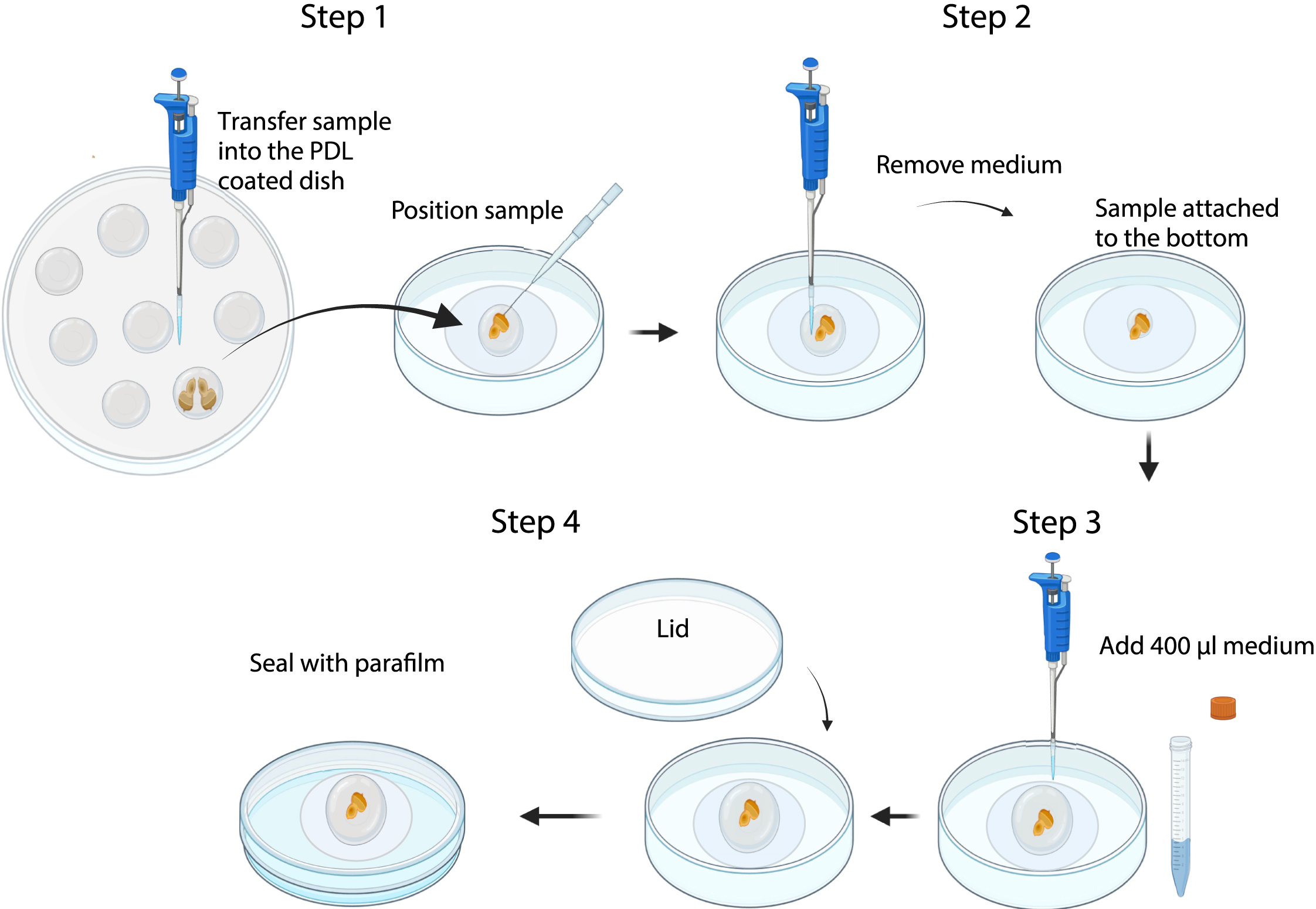 Cell Press: STAR Protocols