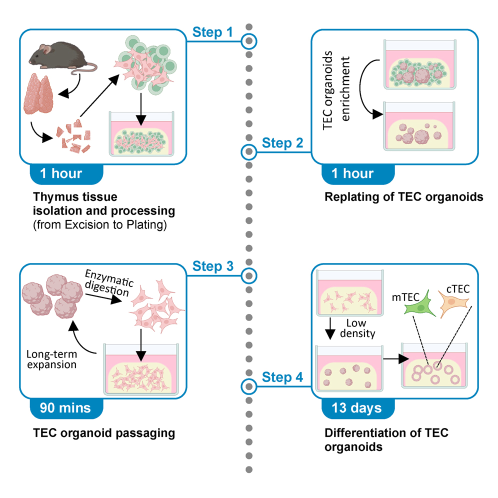Cell Press: STAR Protocols