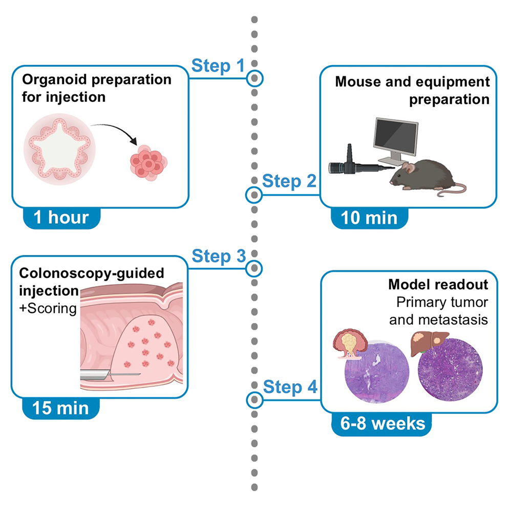 Cell Press: STAR Protocols