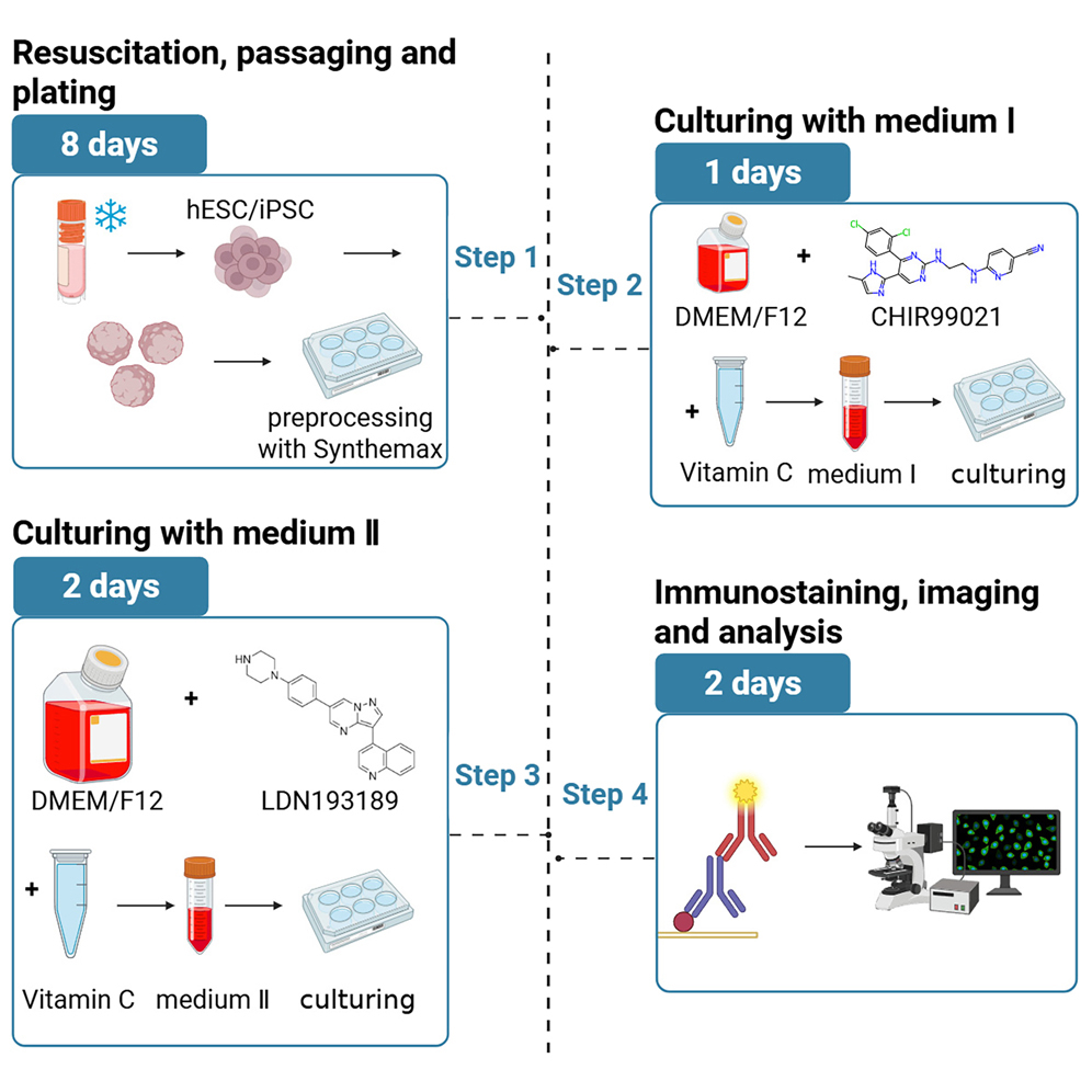 Cell Press: STAR Protocols