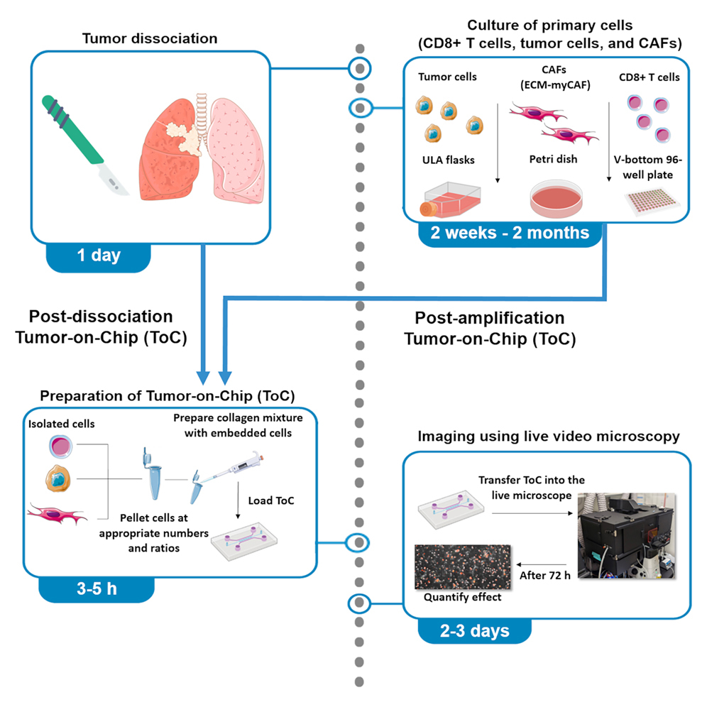 Cell Press: STAR Protocols