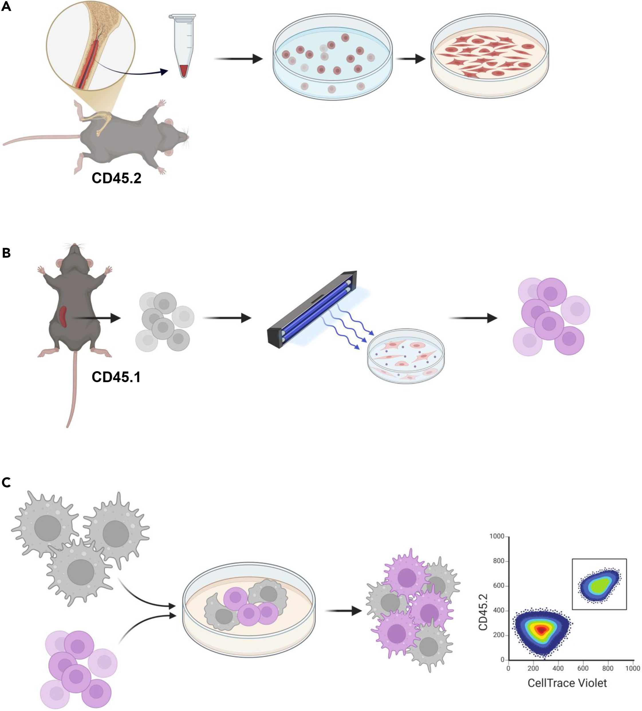 Cell Press: STAR Protocols