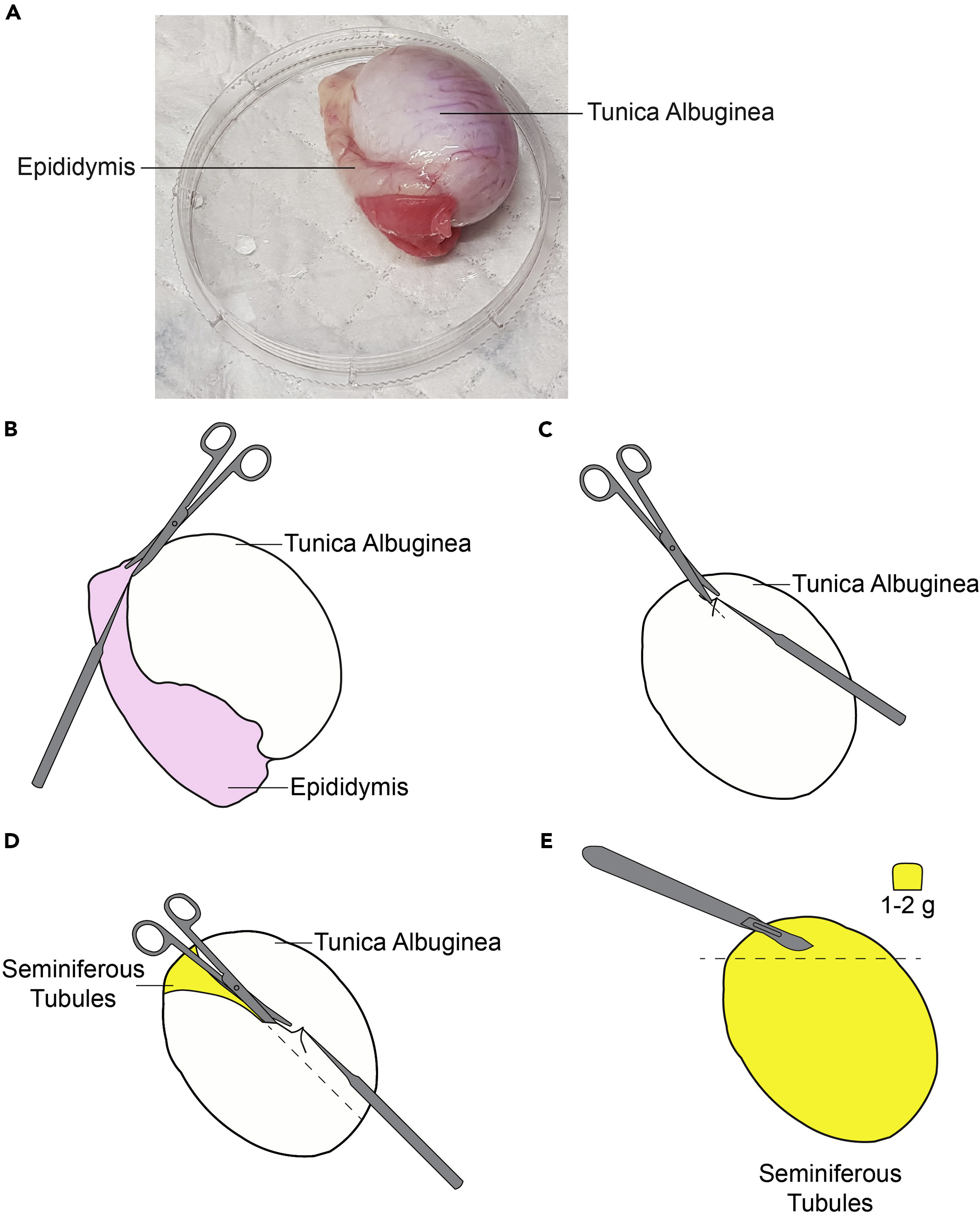 Cell Press: STAR Protocols