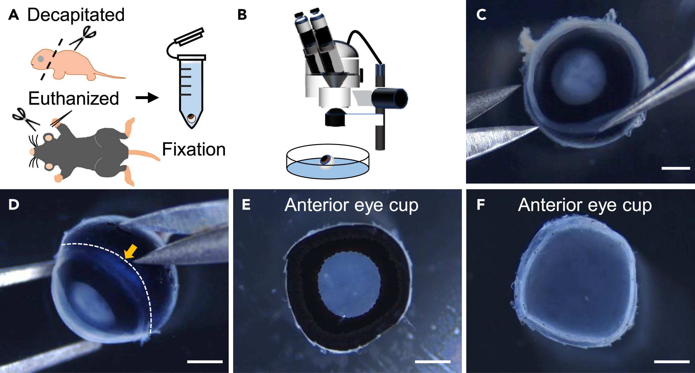 Cell Press: STAR Protocols