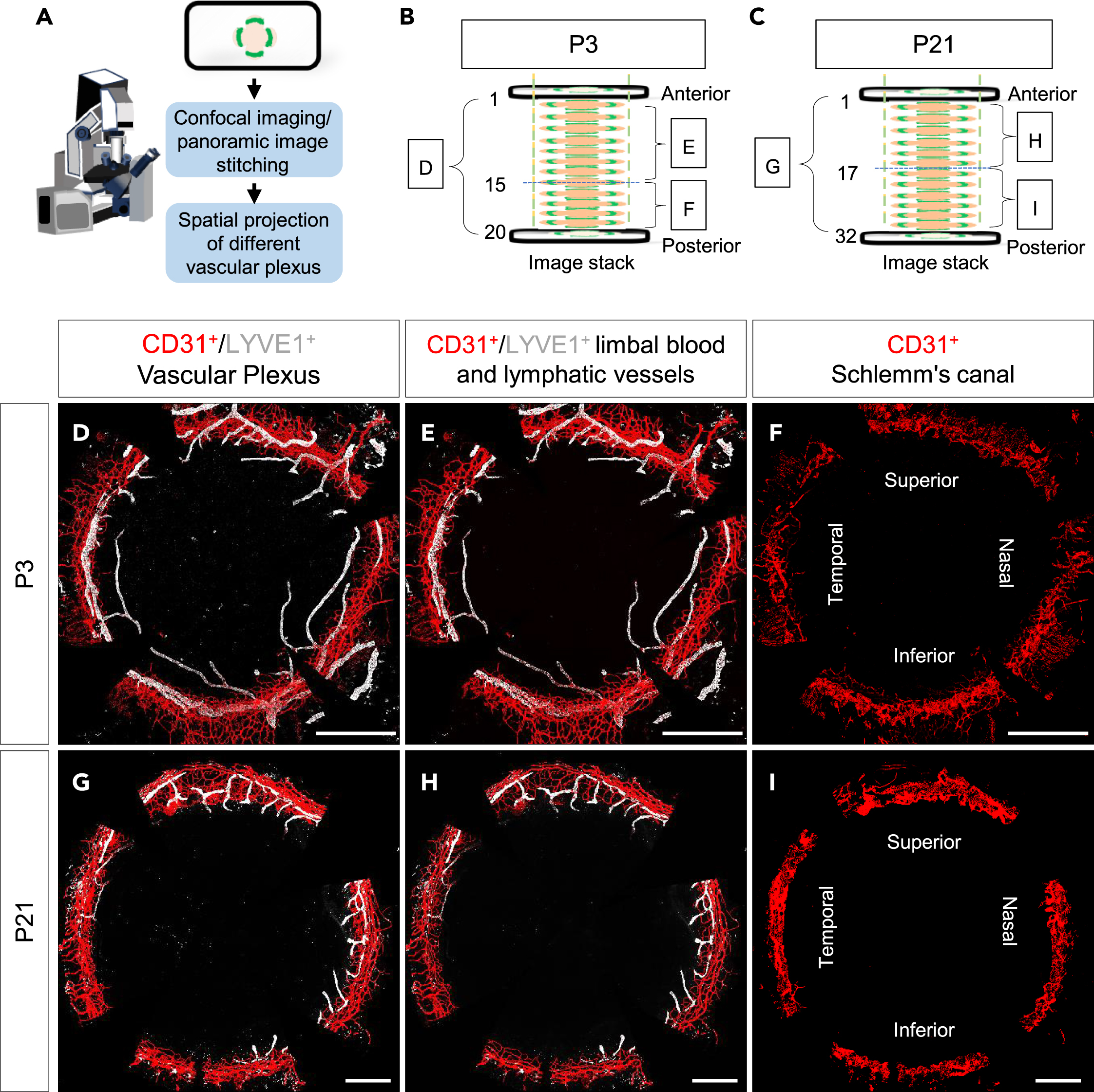 Cell Press: STAR Protocols