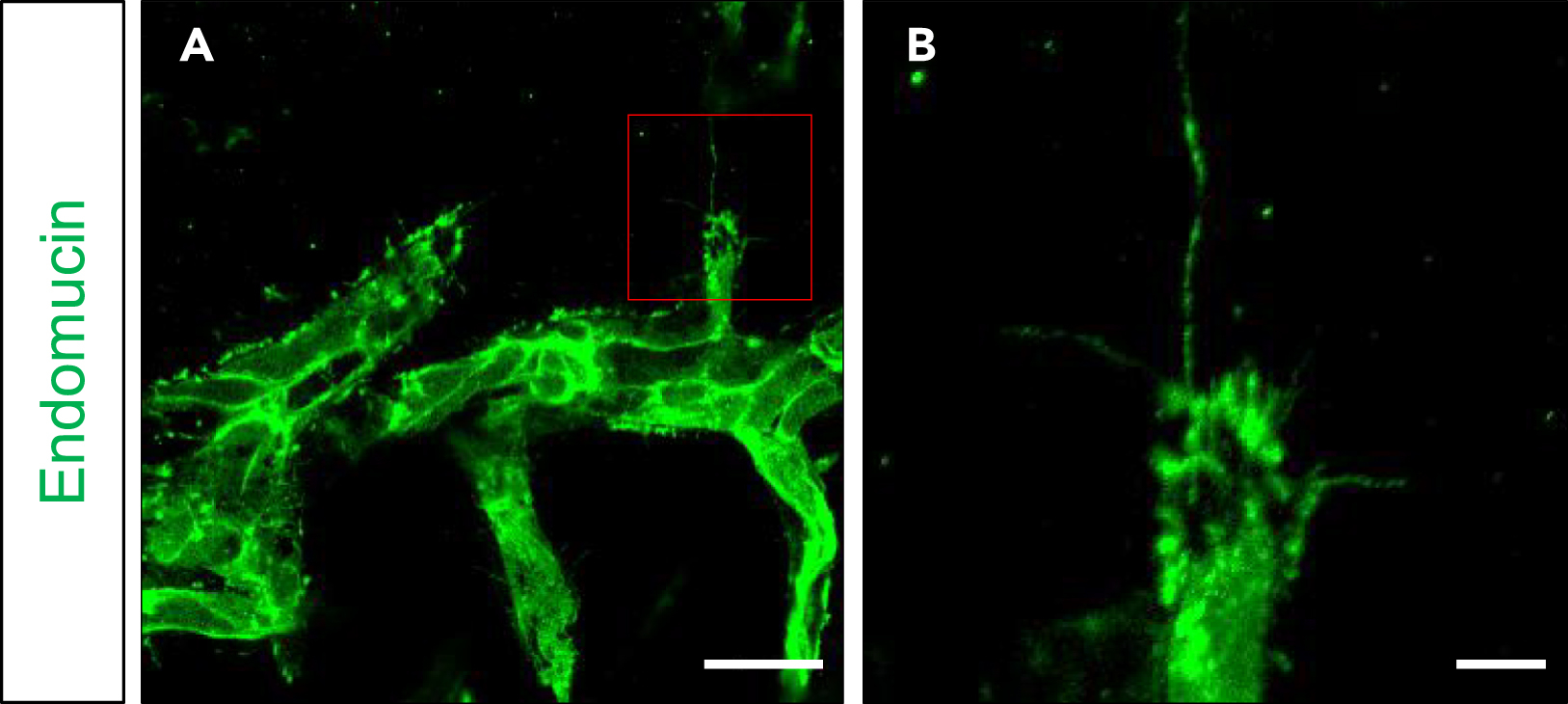 Cell Press: STAR Protocols