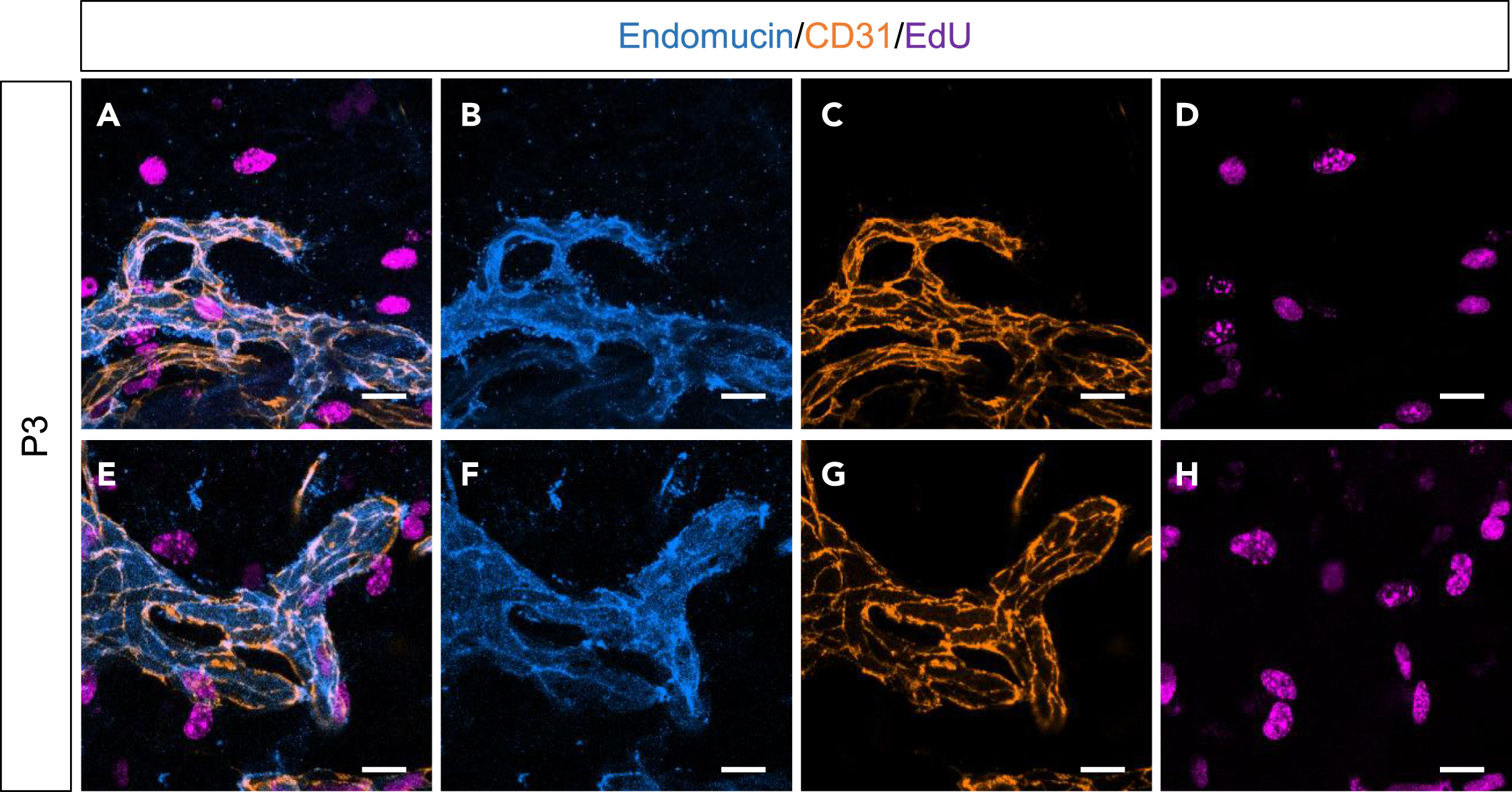 Cell Press: STAR Protocols