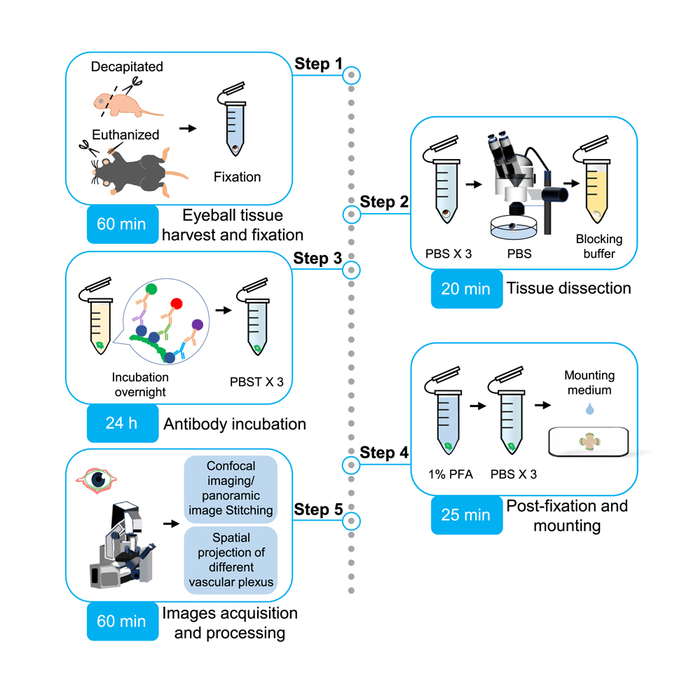 Cell Press: STAR Protocols