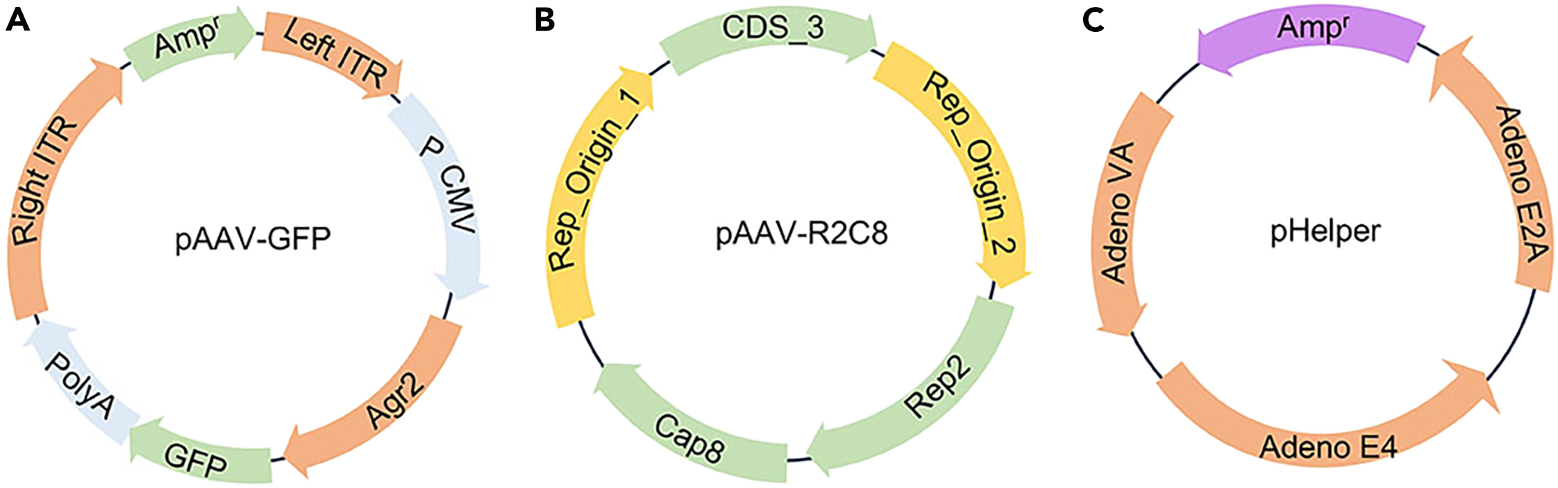 Cell Press: STAR Protocols