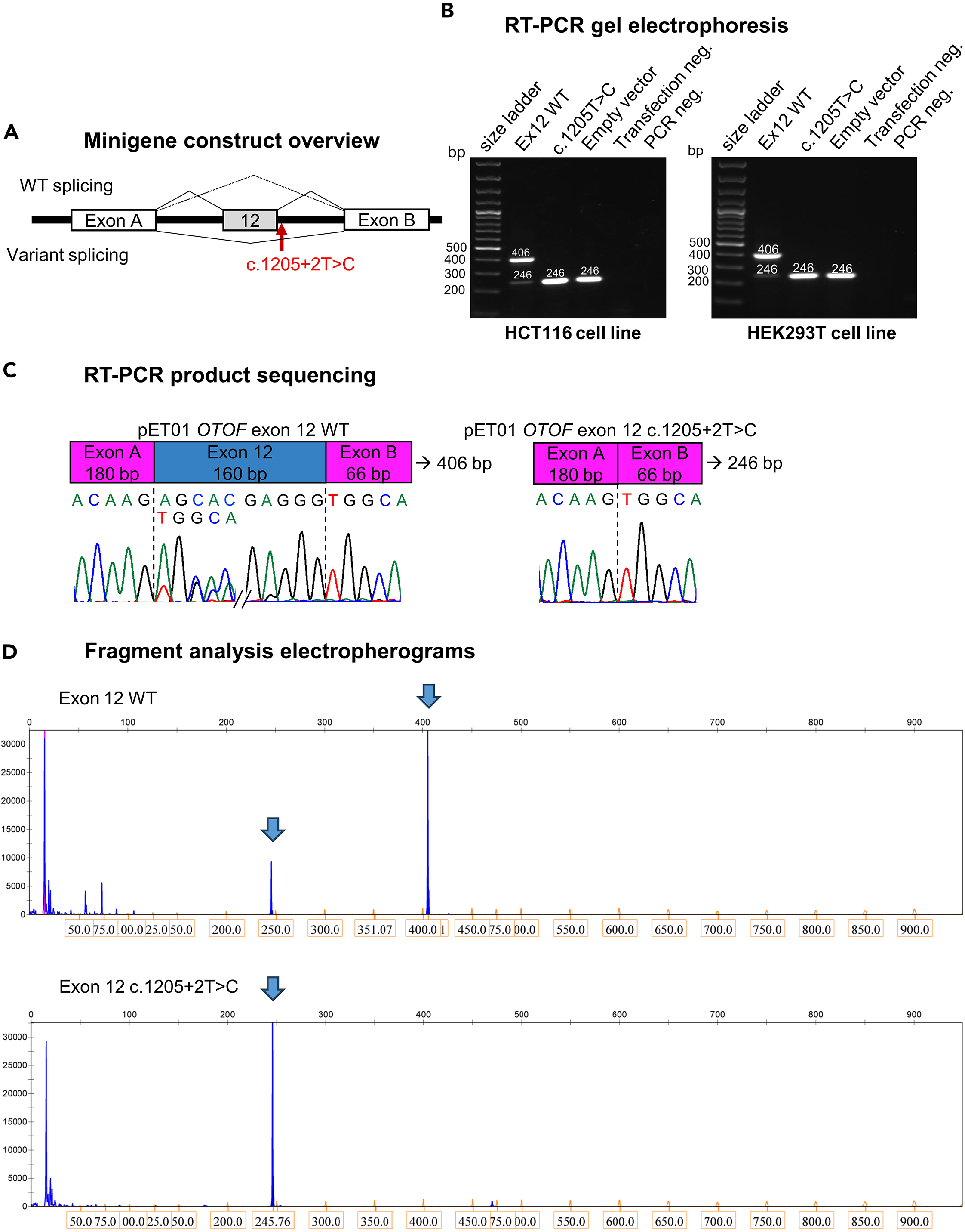 Cell Press: STAR Protocols