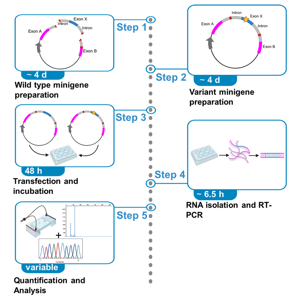 Cell Press: STAR Protocols